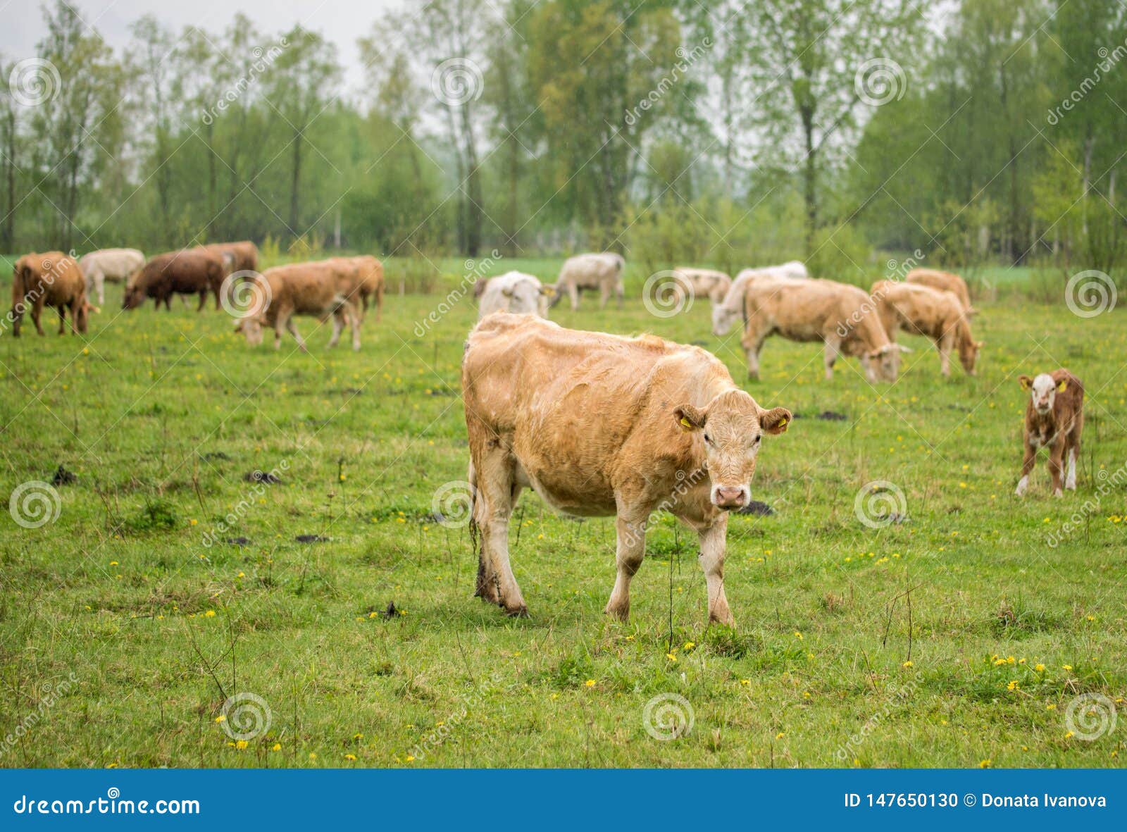 Cows Grazing in a Meadow on a Spring Rainy Day Stock Photo - Image of ...