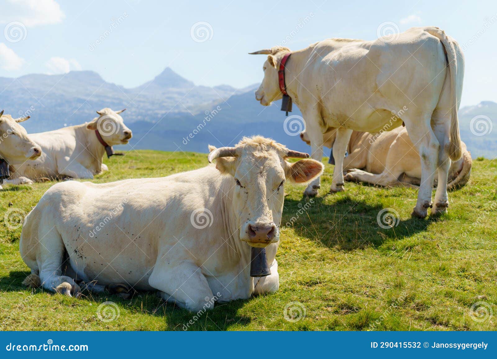 Cows Grazing in the Mountain Meadows in the Pyrenees Stock Photo ...
