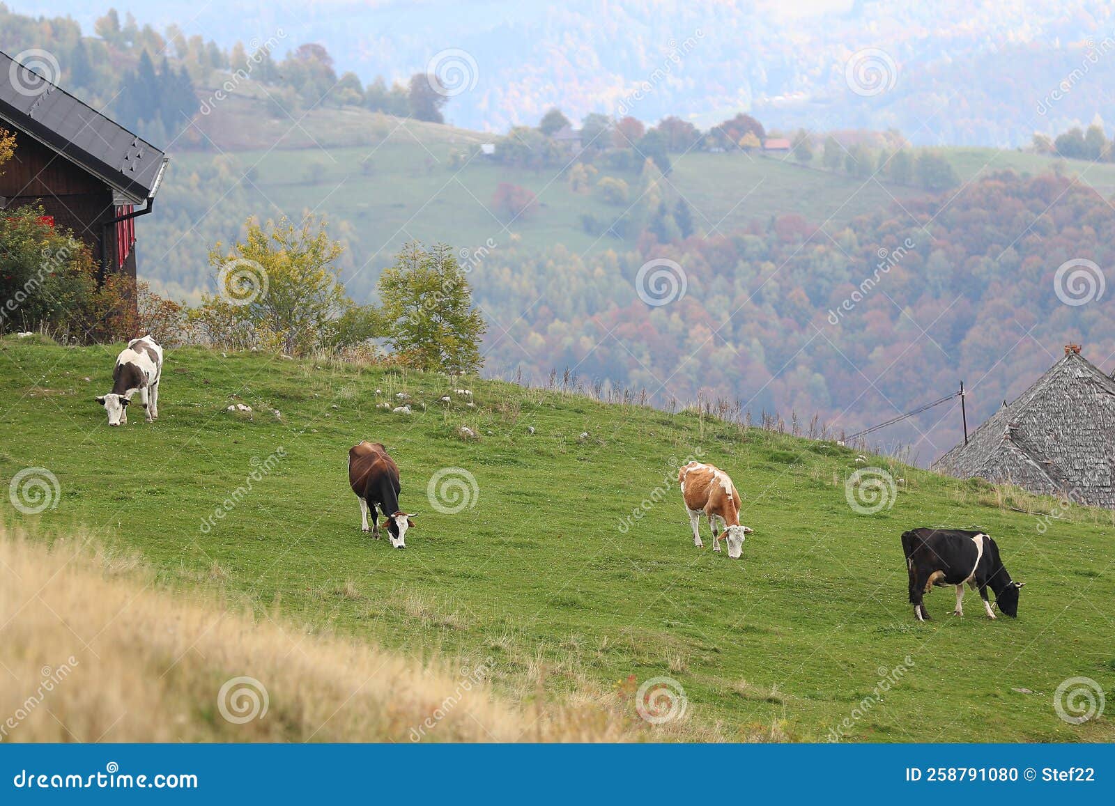 Cows Grazing on a Mountain Pasture Stock Photo - Image of frasier ...