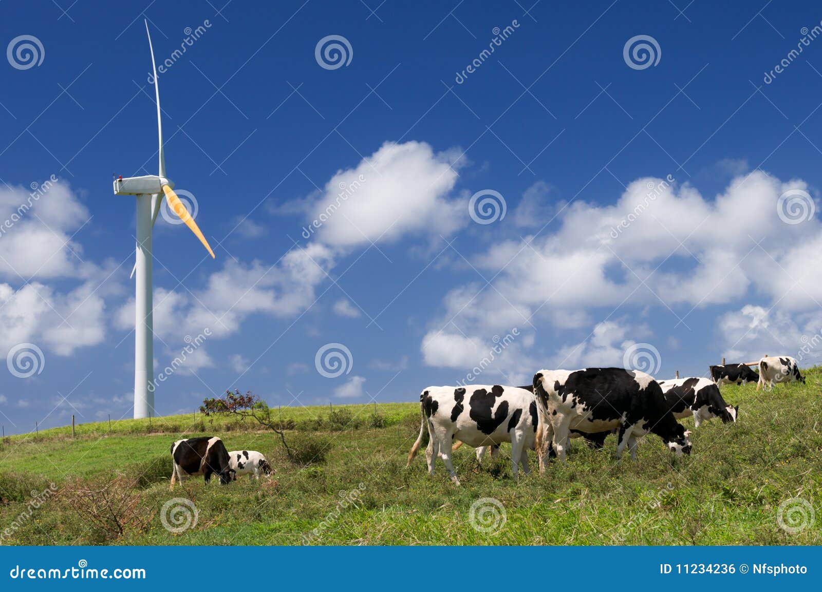 Cows Grazing Next To a Wind Turbine Stock Photo - Image of landscape ...
