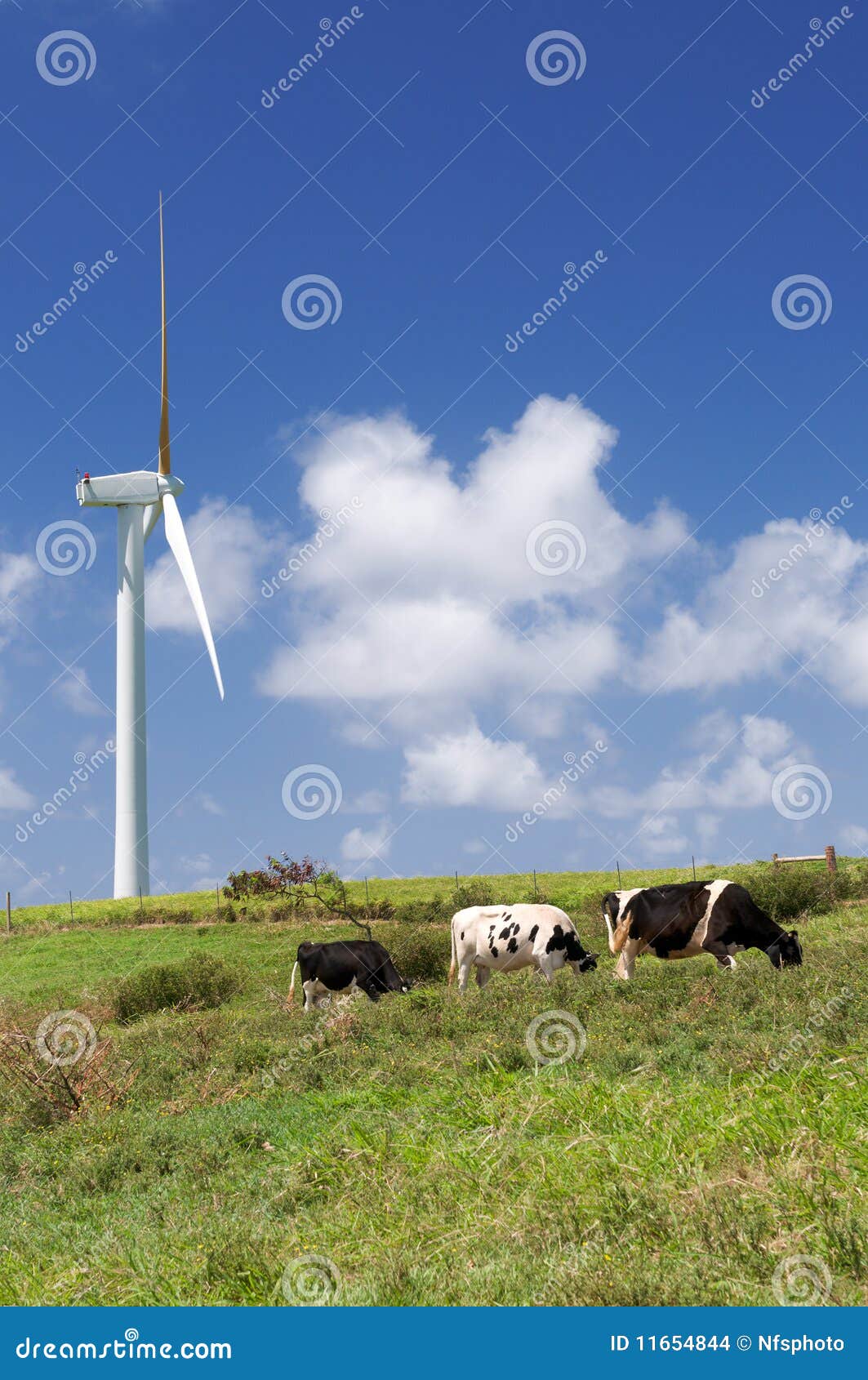 Cows Grazing Next To a Wind Turbine Stock Photo - Image of meadow ...