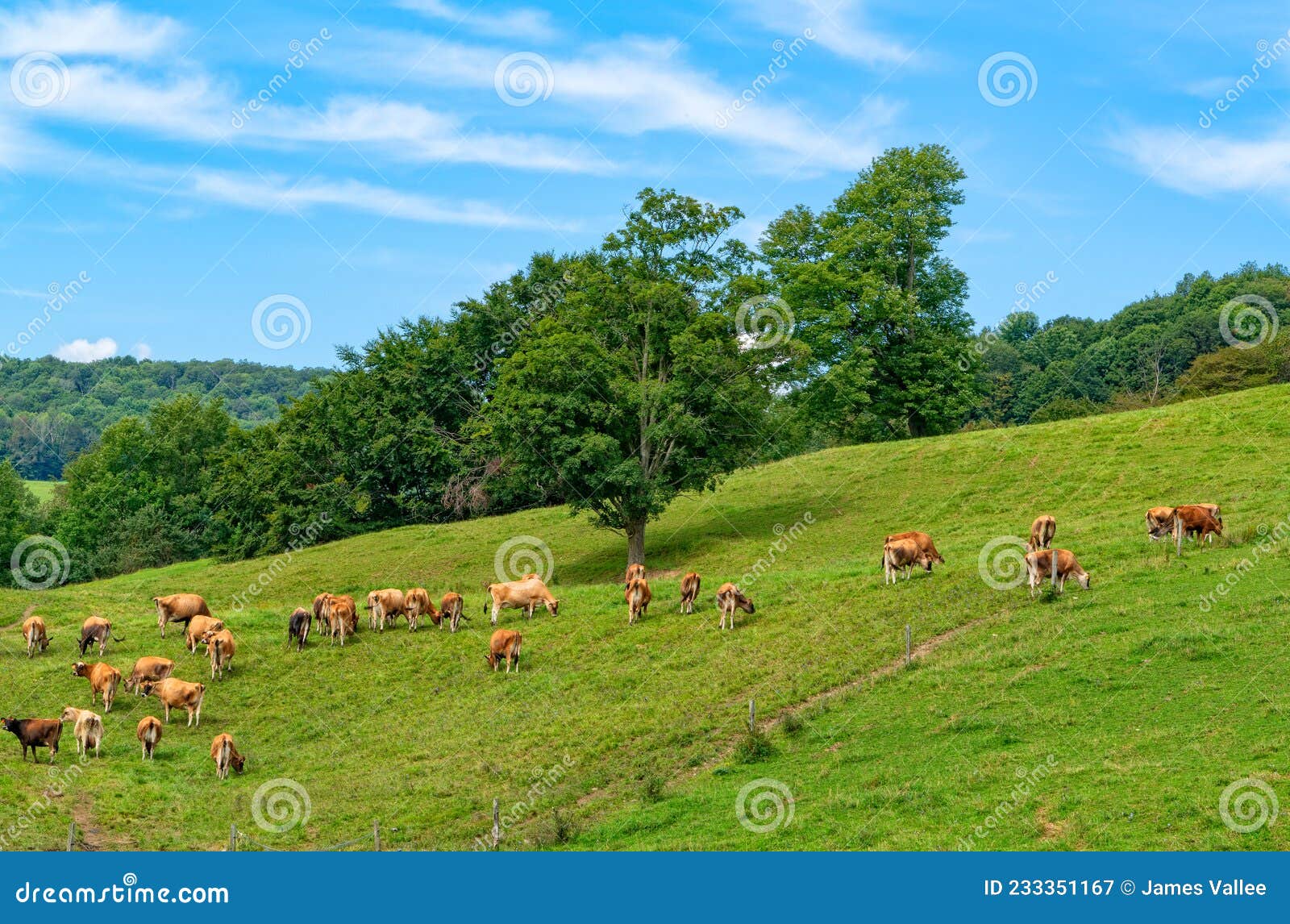 Cows Grazing in Open Field in Central New York Stock Image - Image of ...