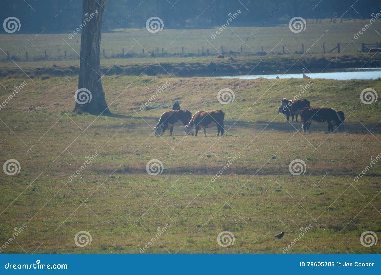 Cows grazing in paddock stock image. Image of cattle - 78605703