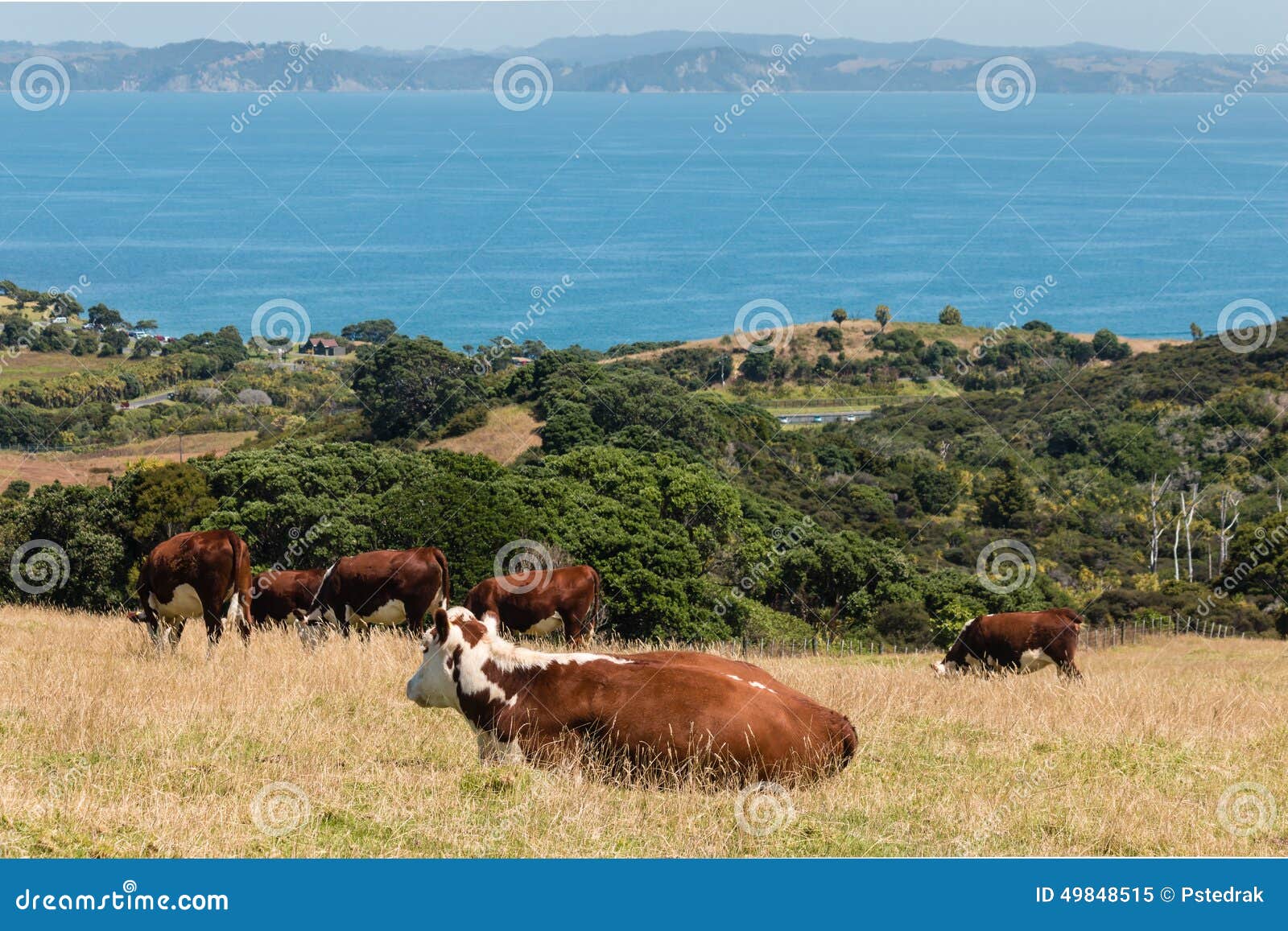 Cows grazing on paddock stock image. Image of ocean, resting - 49848515