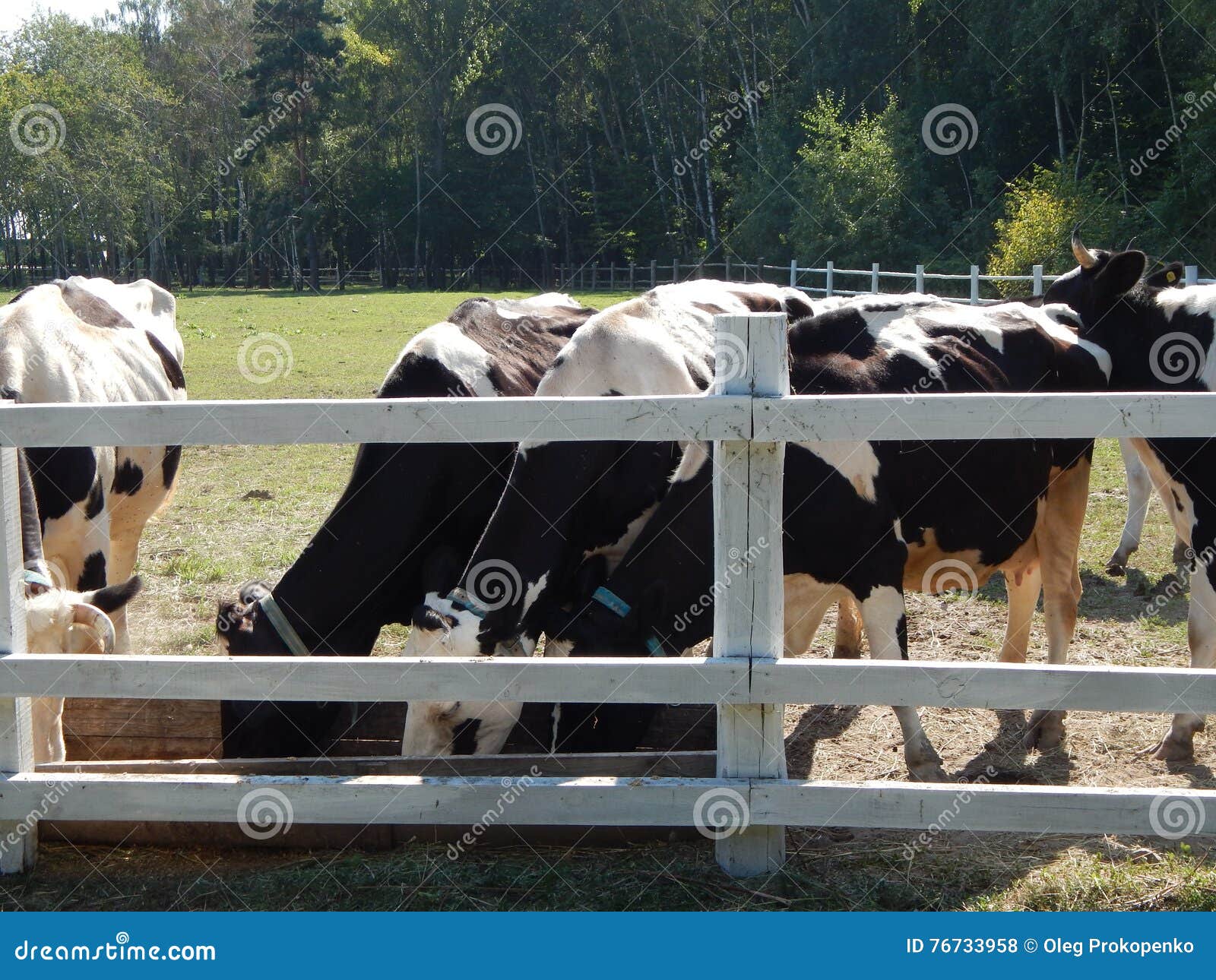 Cows Grazing in a Paddock on a Pasture Stock Photo - Image of country ...