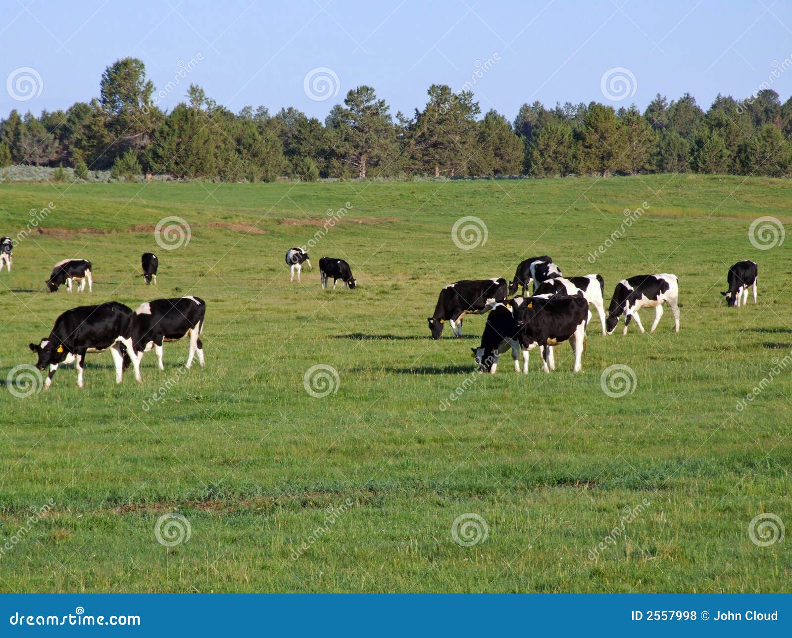 Cows grazing in pasture stock photo. Image of farm, open - 2557998