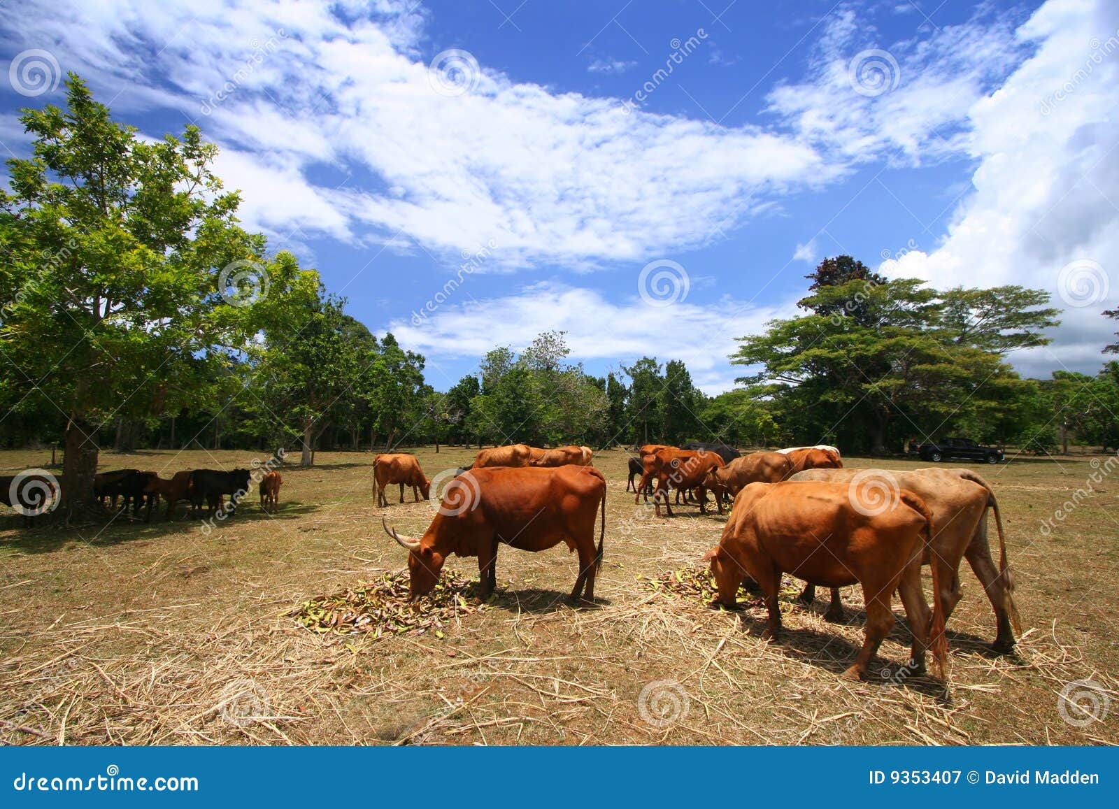 Cows grazing in pasture stock image. Image of farmland - 9353407