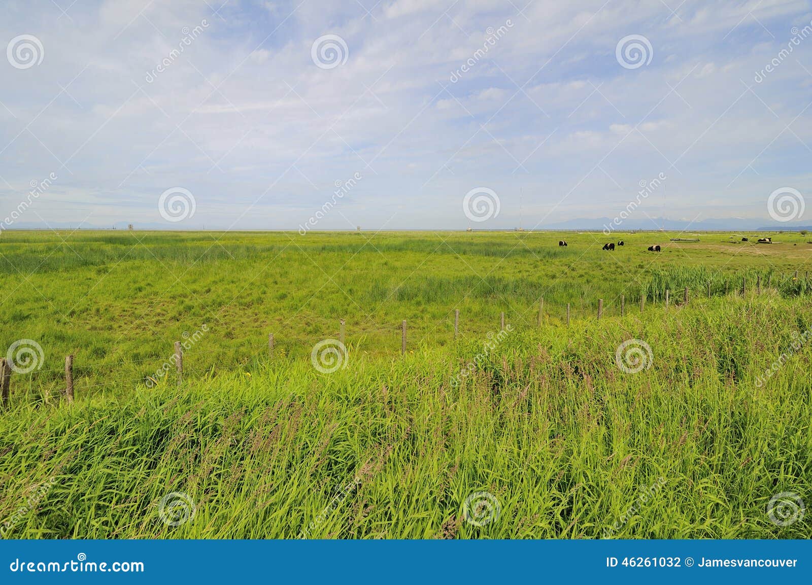 Cows Grazing in the Pasture Stock Photo - Image of ranch, nose: 46261032