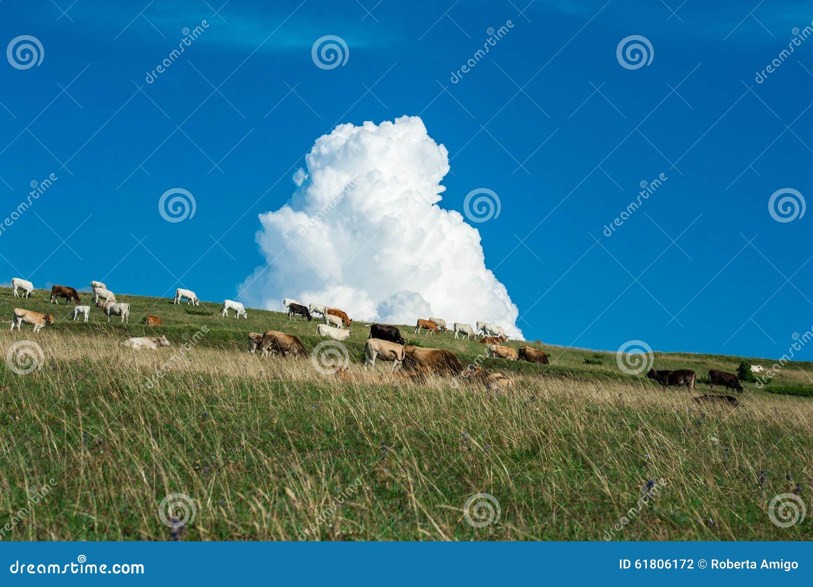 Cows Grazing on a Pasture with a Fluffy Cloud. Stock Photo - Image of ...