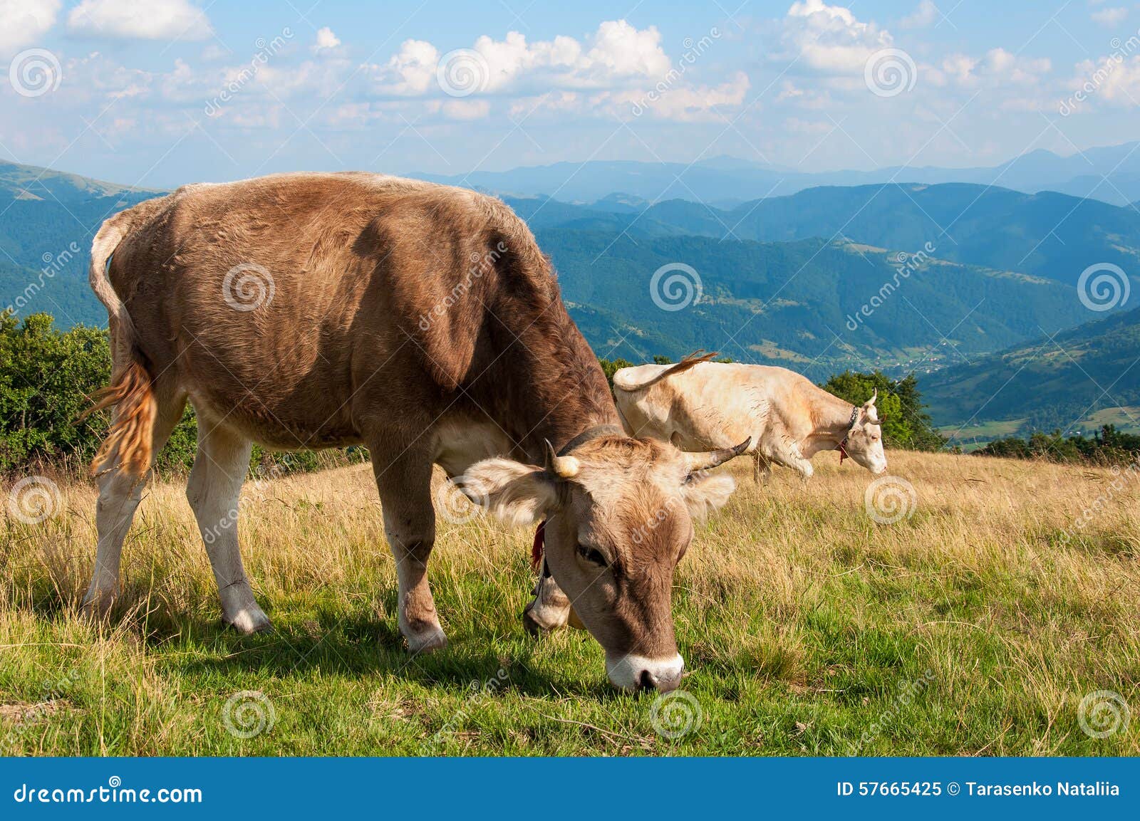 Cows grazing on pasture stock image. Image of feeding - 57665425