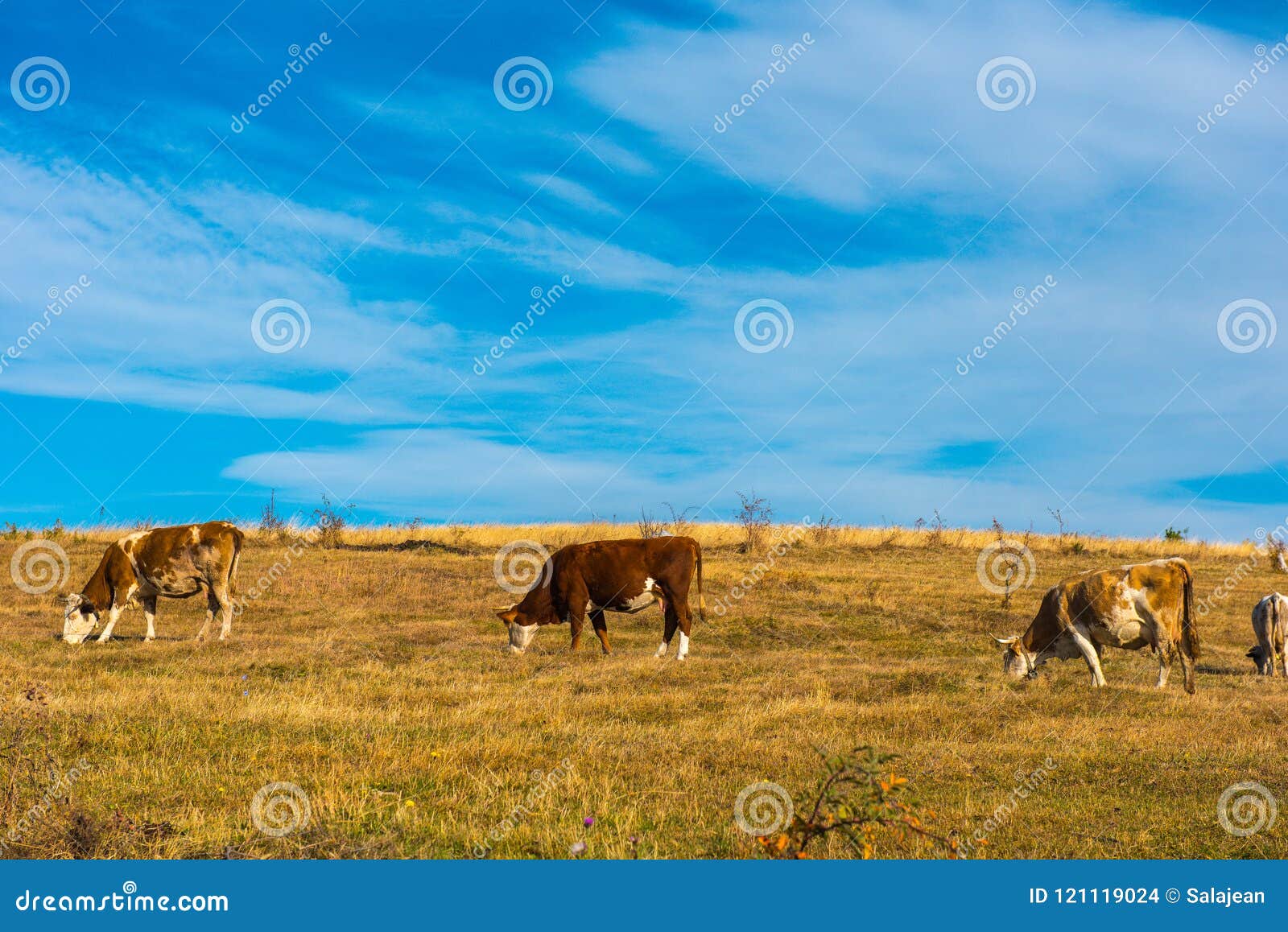 Cows grazing on meadow stock photo. Image of countryside - 121119024