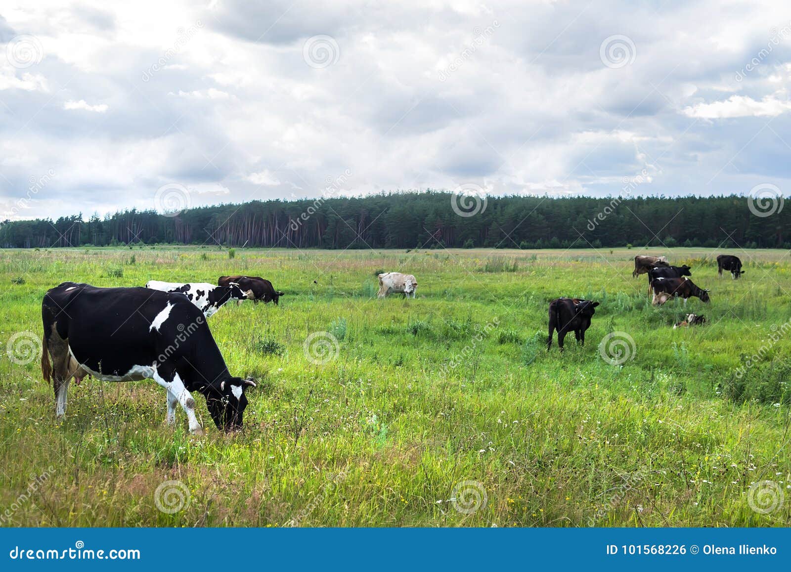 Cows on a summer pasture stock photo. Image of agriculture - 101568226