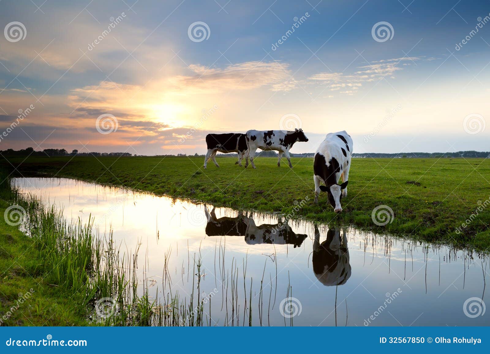 Cows Grazing on Pasture at Sunset Stock Photo - Image of pastoral ...