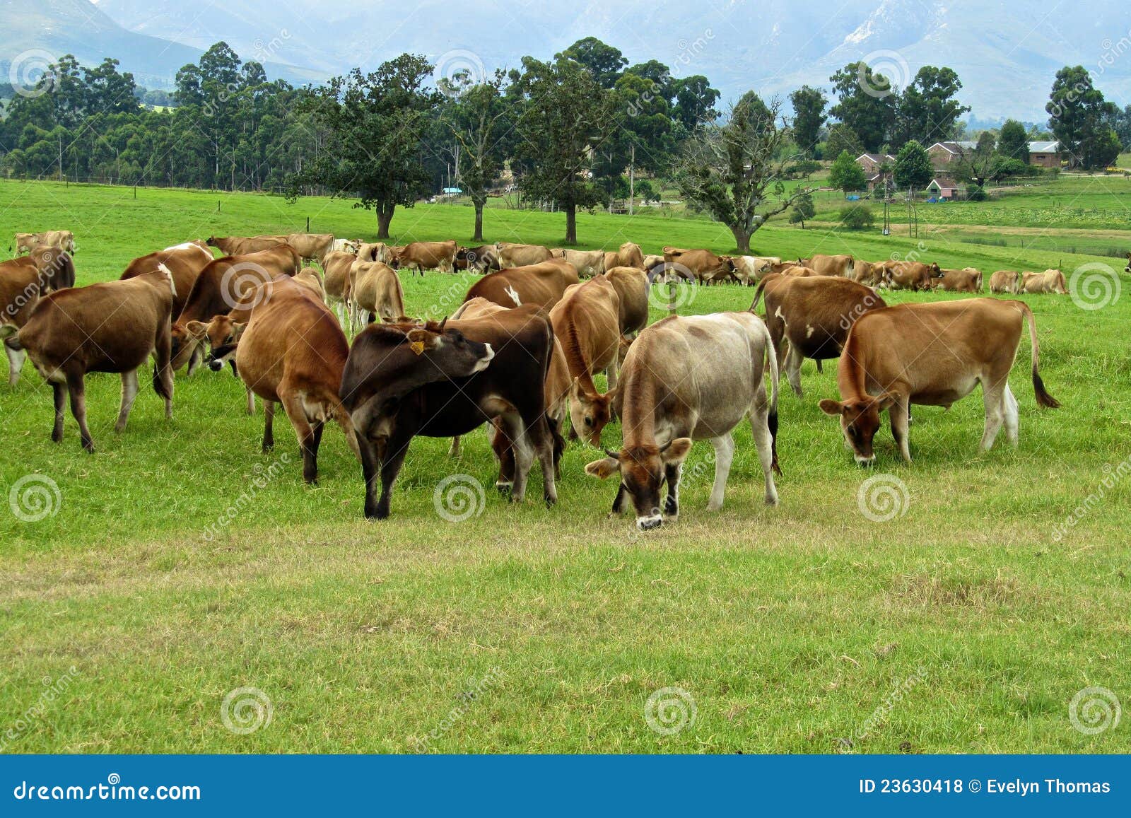 Cows grazing in pastures stock photo. Image of dairy - 23630418