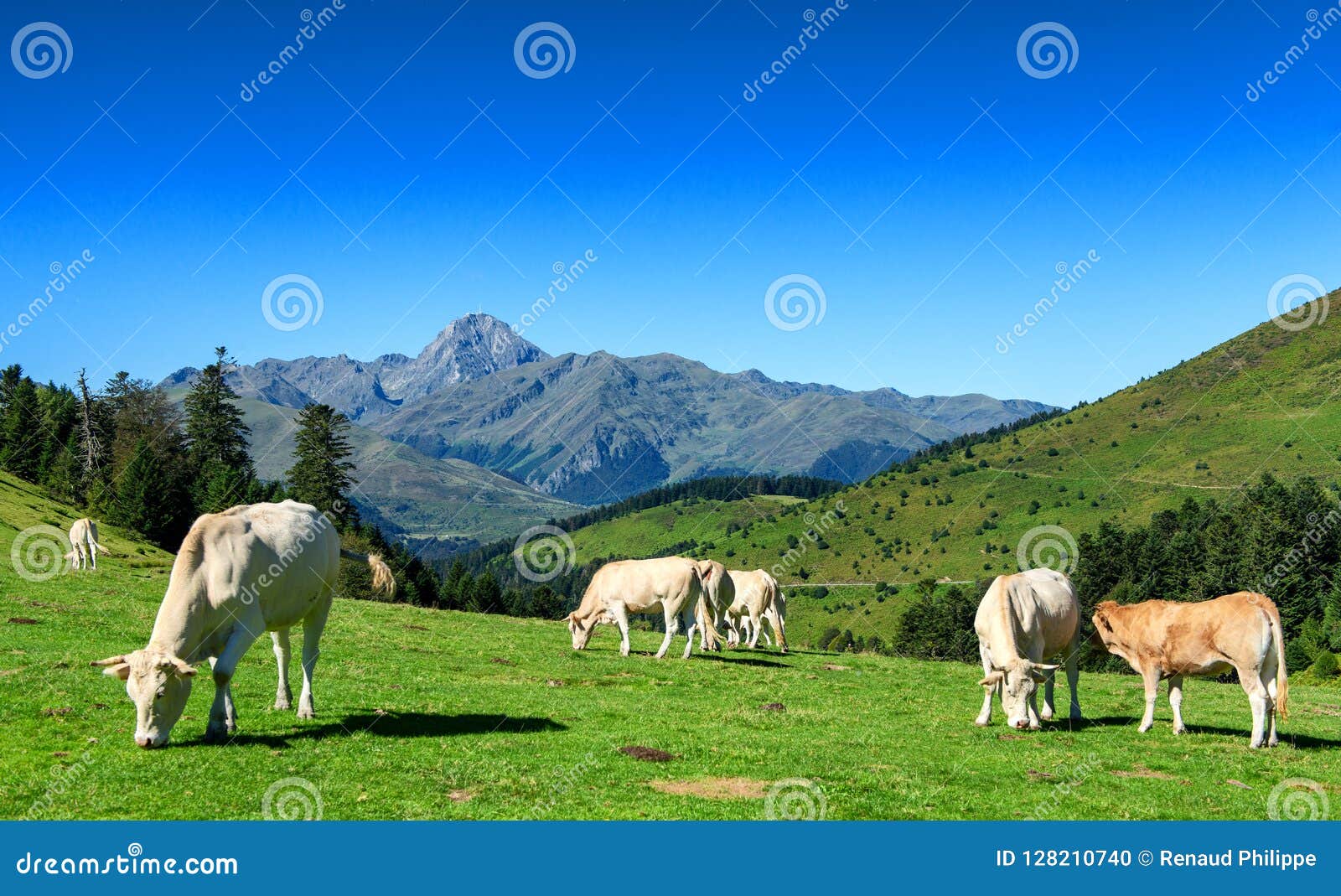 Cows Grazing In Pastures Of The Pyrenees, Pic Du Midi On Background ...