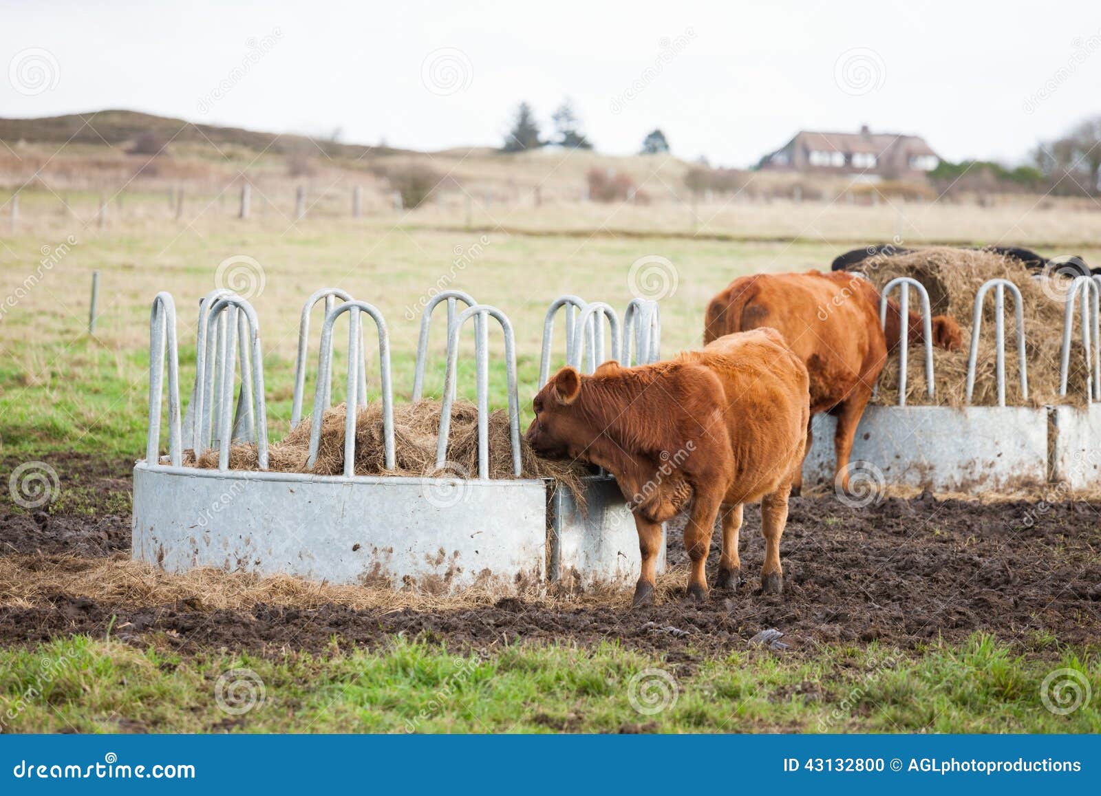 Cows Grazing on Ranch stock photo. Image of pasture, cattle - 43132800