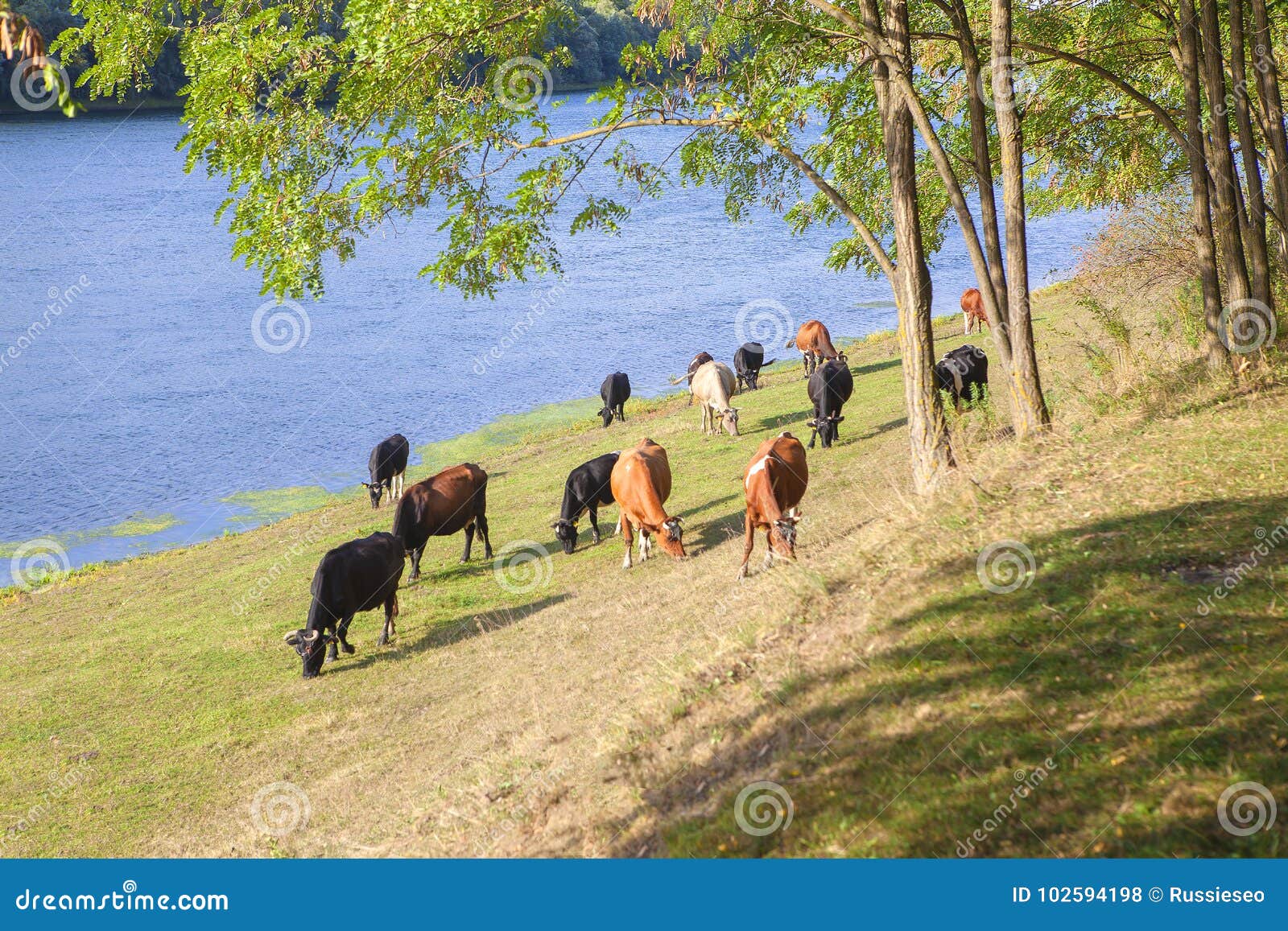 Cows Grazing on the River Shore Stock Photo - Image of dairy, grassland ...