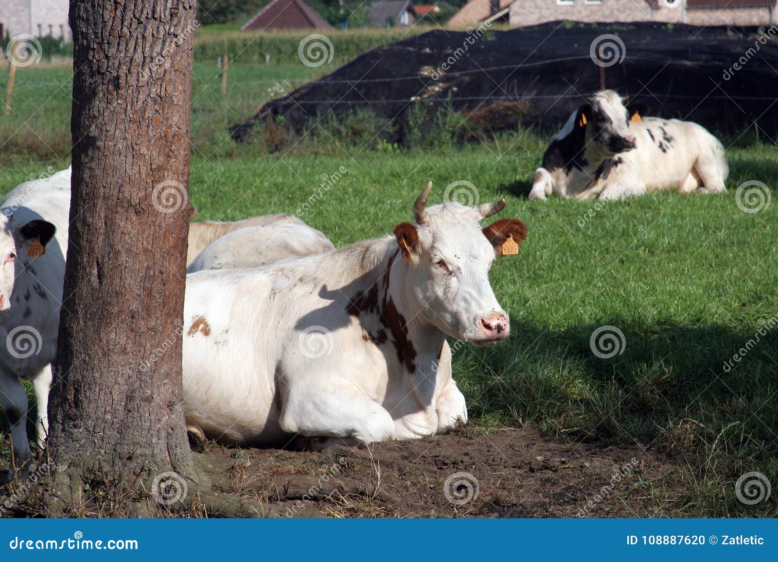 Cows Grazing in Scenic Summer Fields Editorial Image - Image of nature ...
