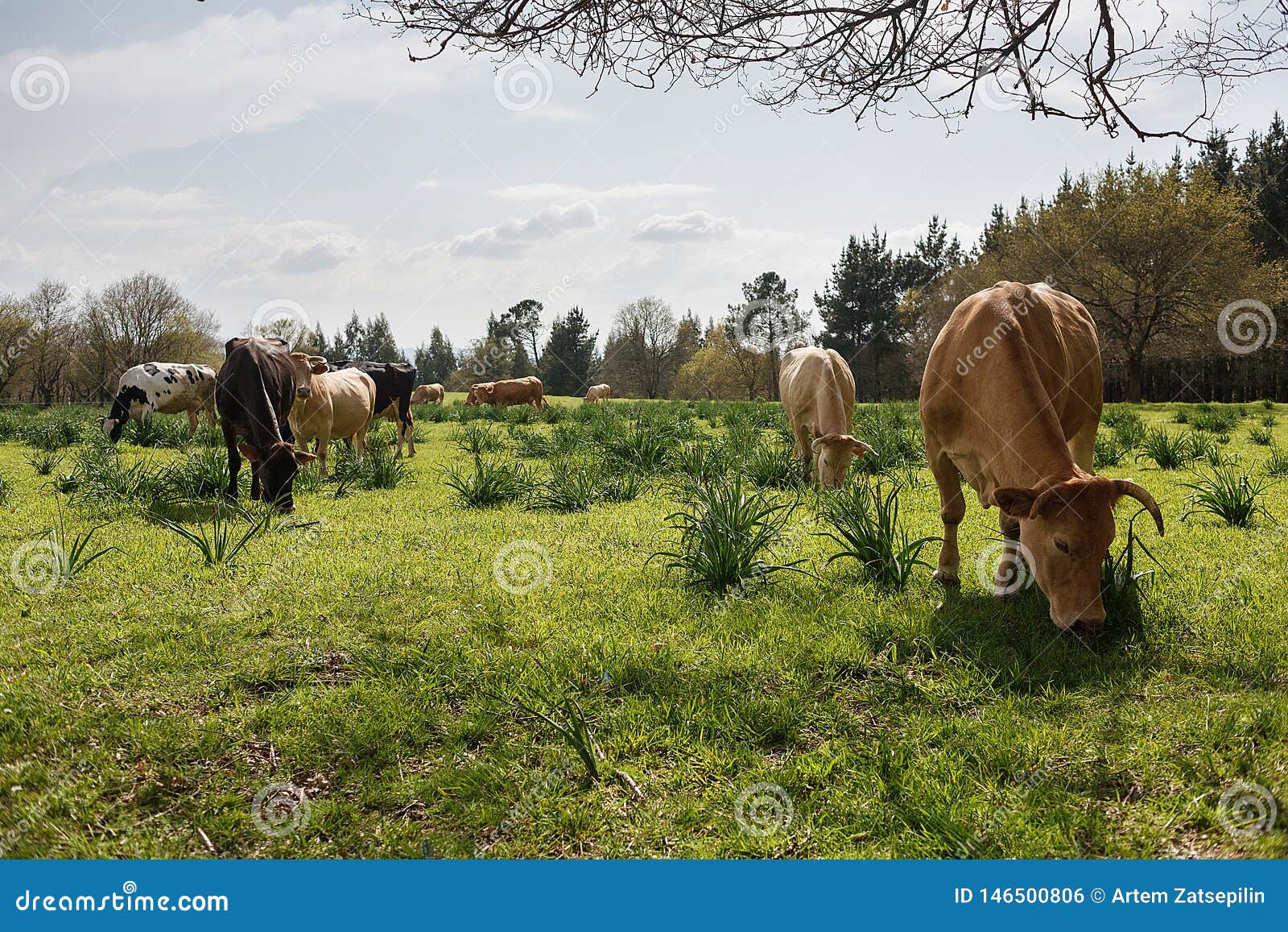 Cows Grazing in a Sunny Meadow in Spring Stock Photo - Image of grazing ...