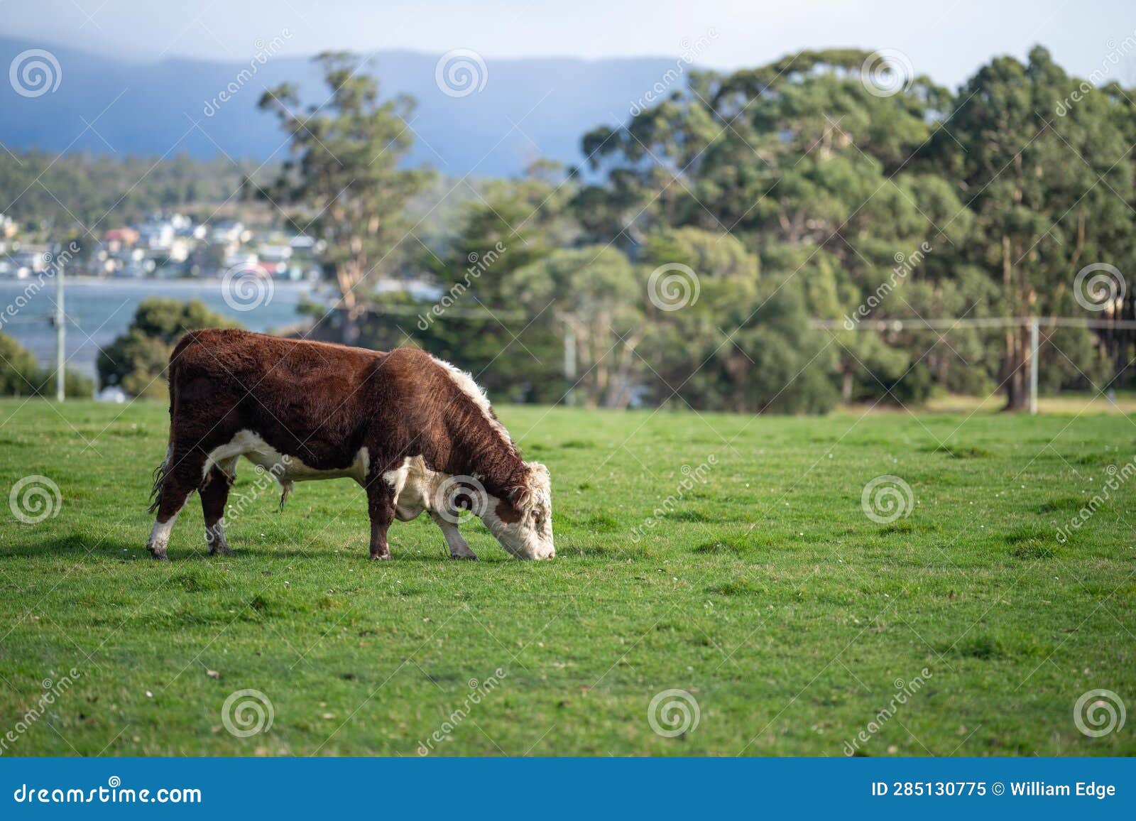 Cows Grazing at Sunset on a Farm Stock Image - Image of agriculture ...