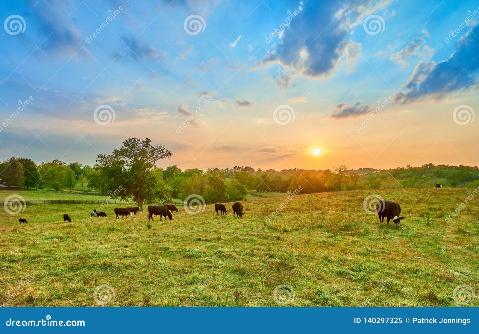 Cows Grazing at Sunset stock image. Image of farm, calf - 140297325