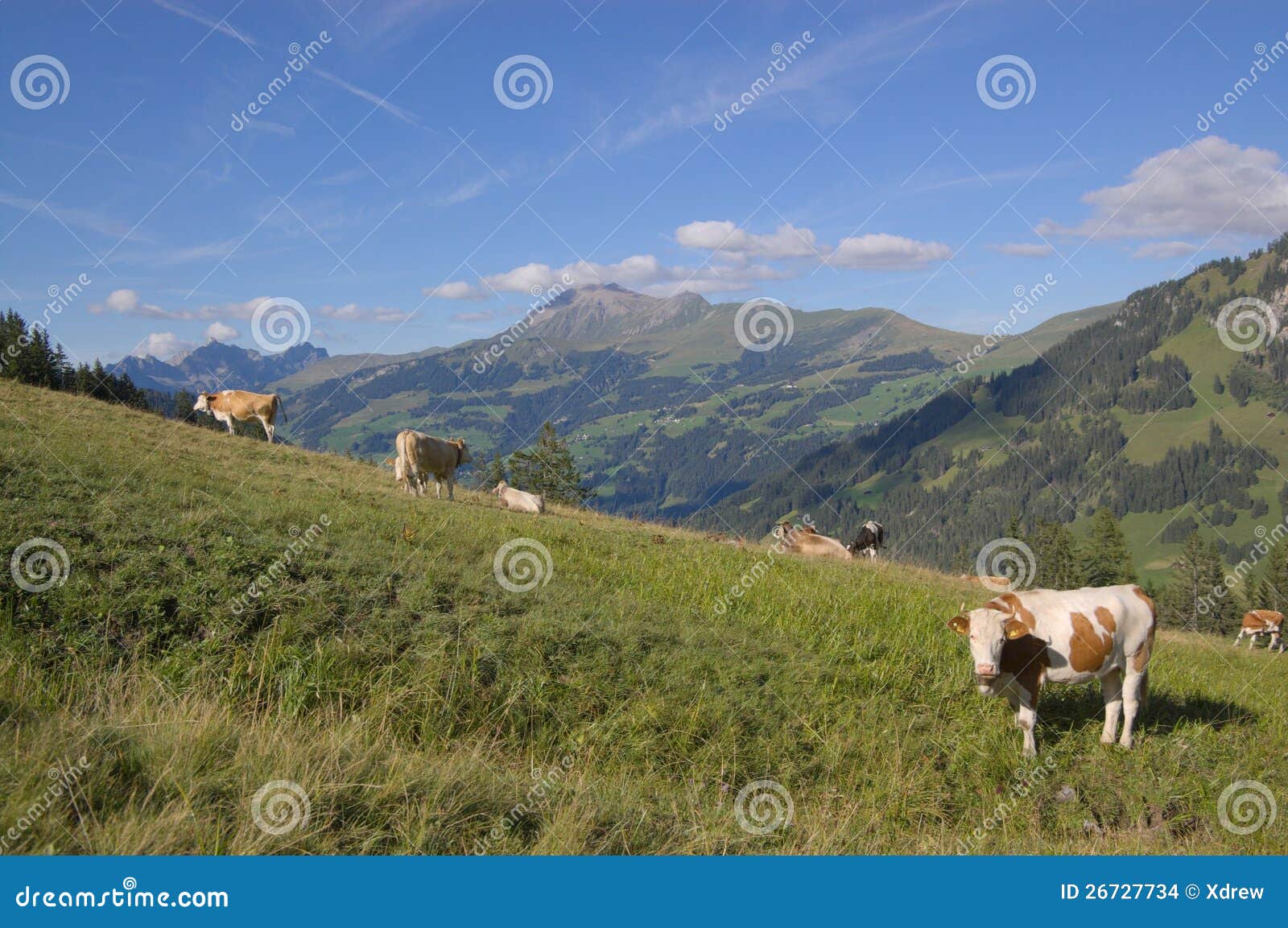 Cows grazing in Swiss Alps stock photo. Image of countryside - 26727734