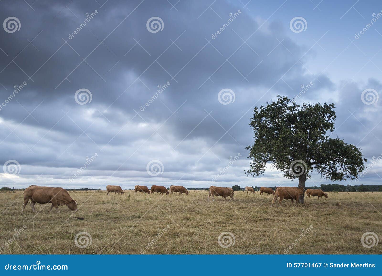 Cows grazing under a tree stock image. Image of tree - 57701467