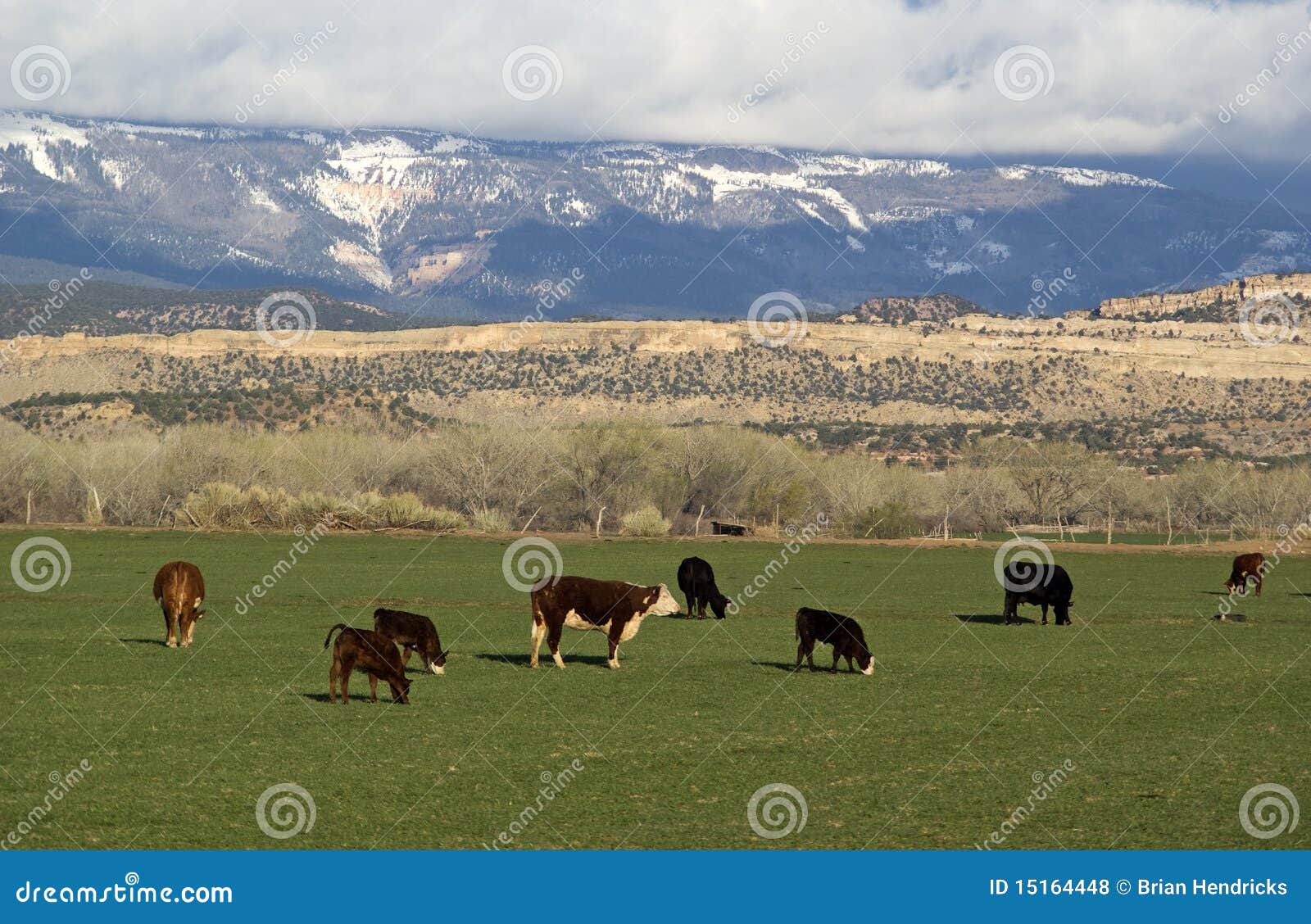 Cows Grazing in Utah Foothills Stock Photo - Image of mammal, meadow ...