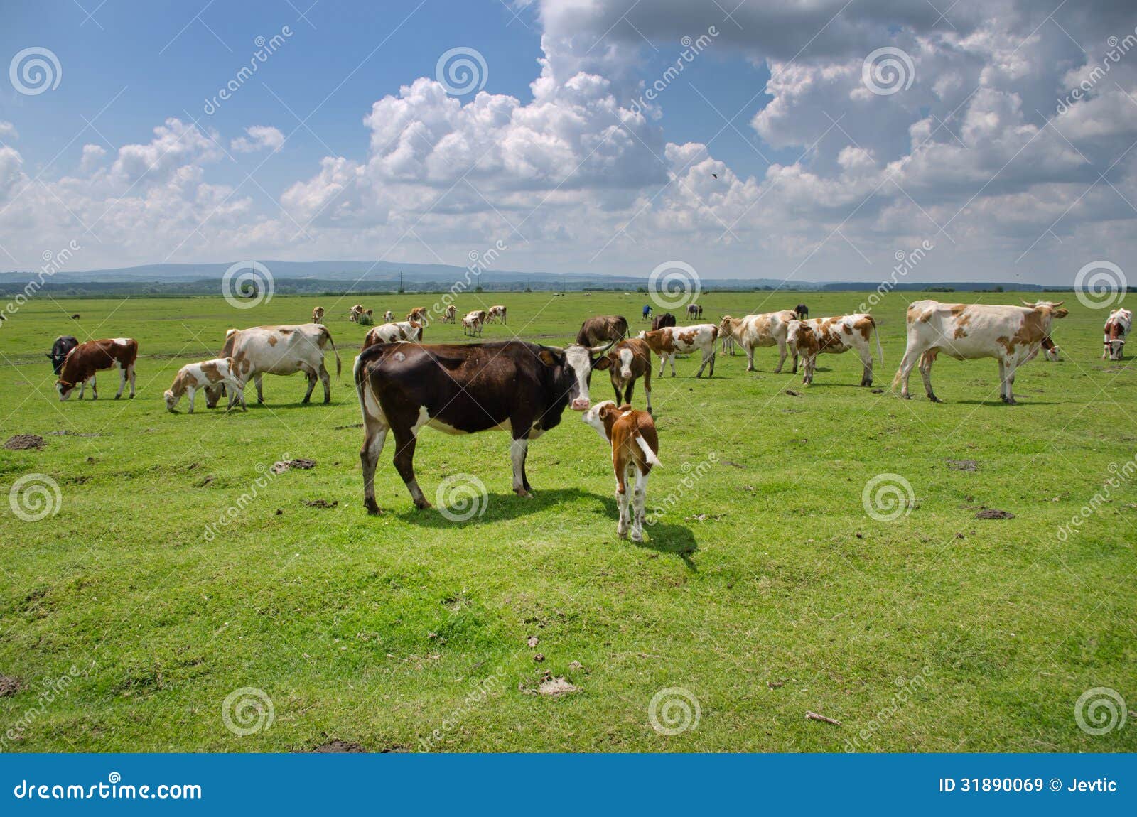 Cows grazing stock image. Image of grassland, cattle - 31890069