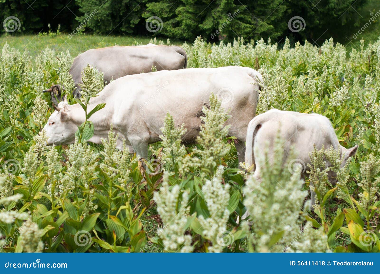 Cows grazing stock photo. Image of milk, skies, grazing - 56411418