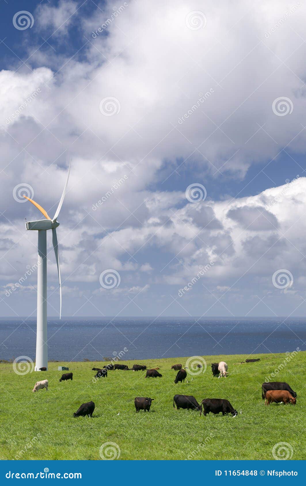 Cows Grazing among Wind Turbines Stock Photo - Image of farm, clean ...