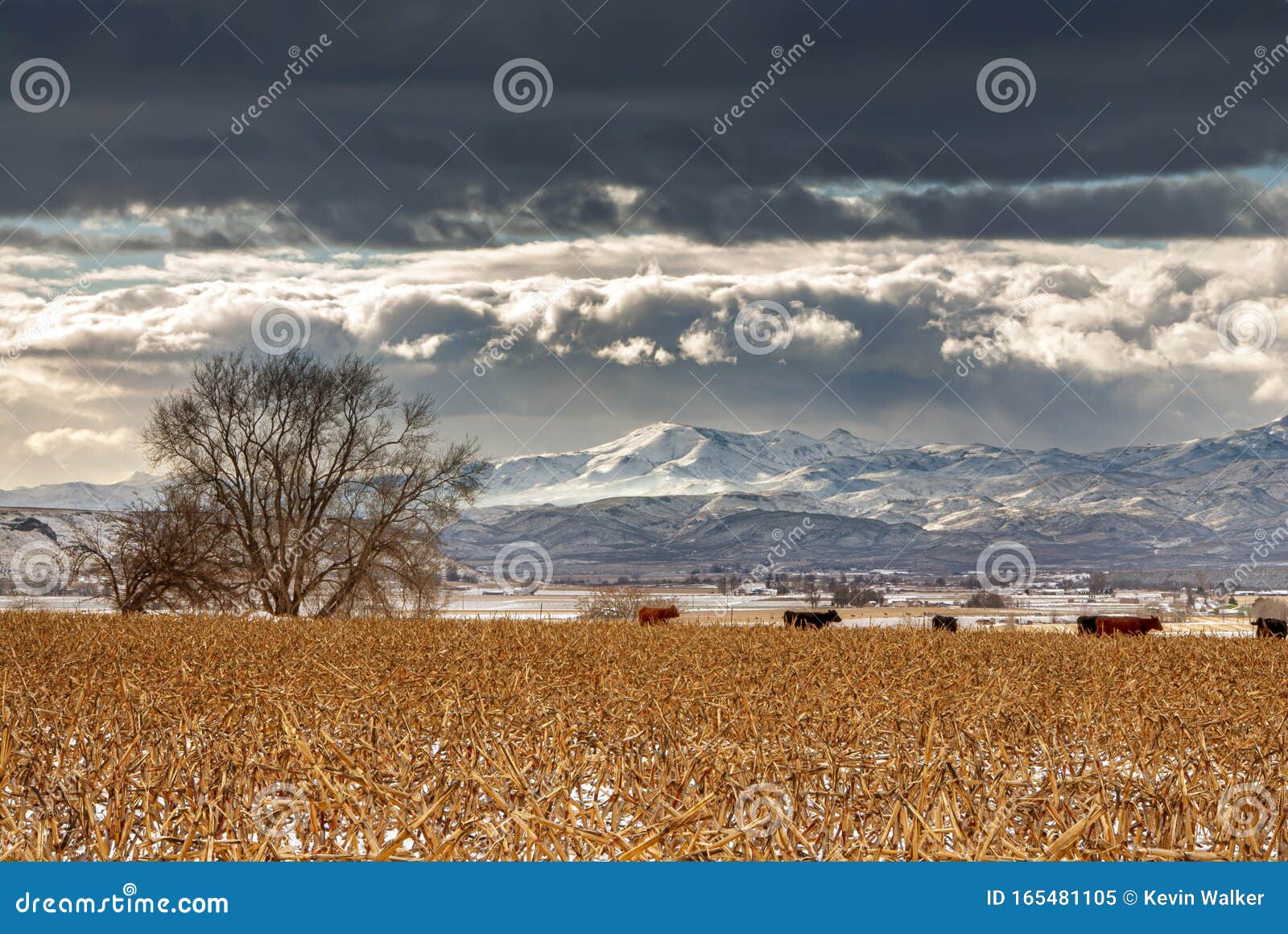 Cows Grazing a Winter, Harvested Corn Field Under a Cloudy Sky Stock ...