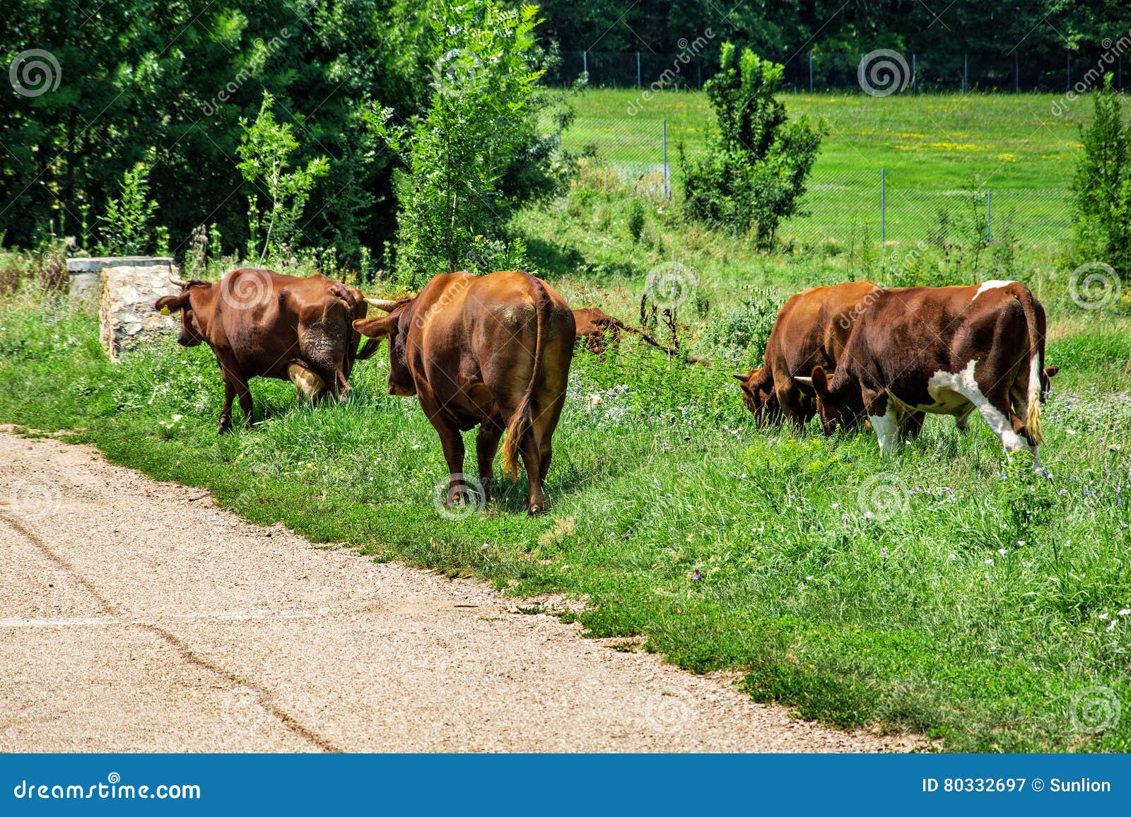 Cows grazzing in meadows stock image. Image of horizontal - 80332697