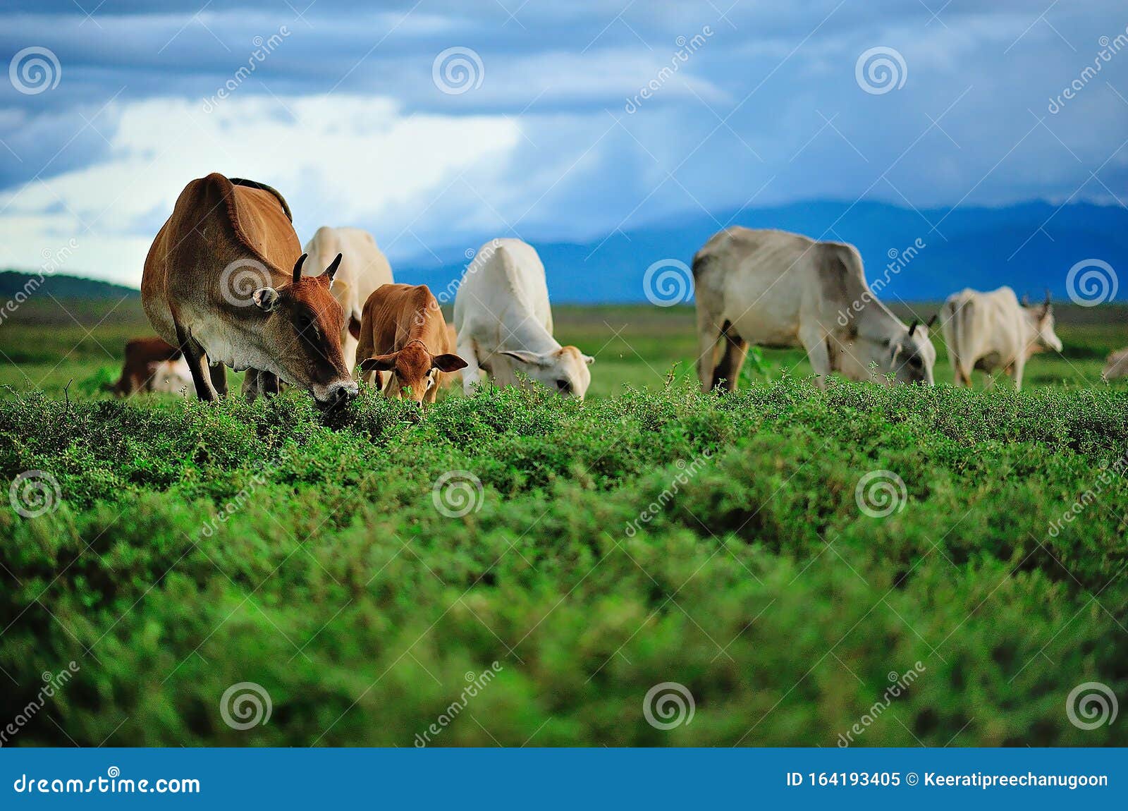 Cows on a green field stock image. Image of breeding - 164193405