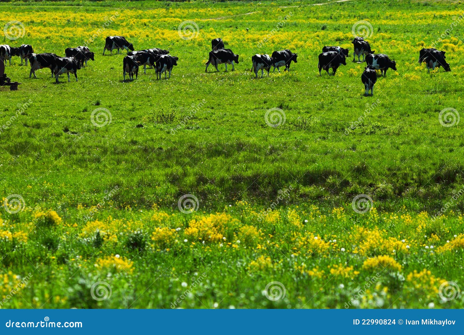 Cows on a green field stock photo. Image of country, copy - 22990824