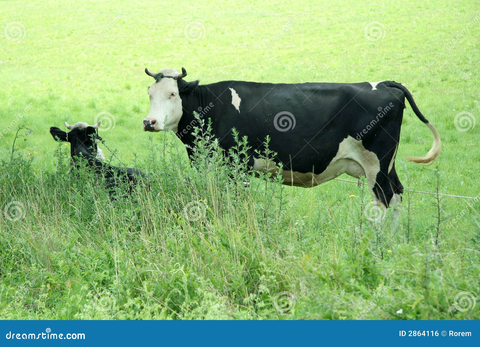 Cows in green field stock photo. Image of side, standing - 2864116