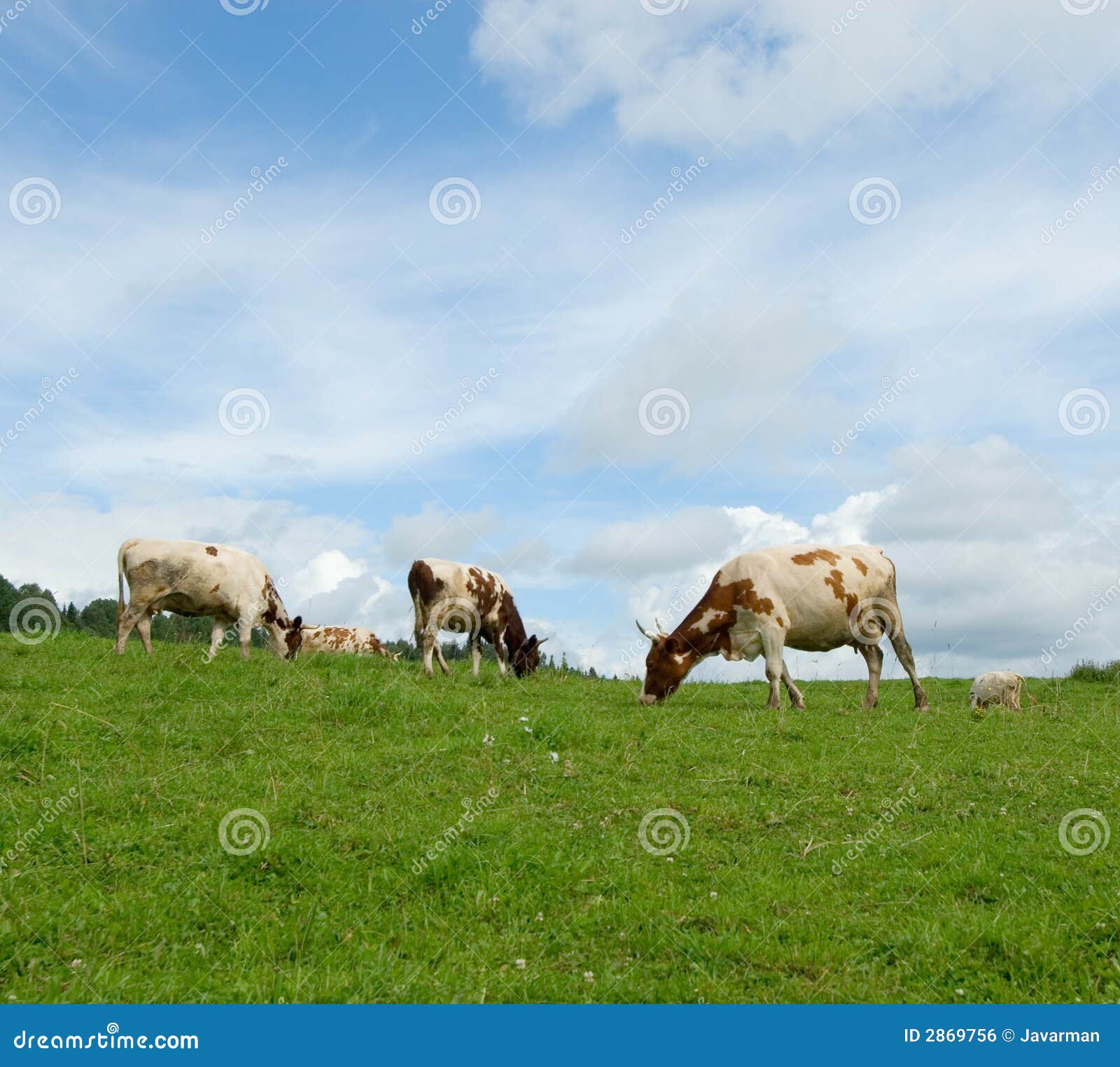Cows in green field stock photo. Image of meadow, pastures - 2869756