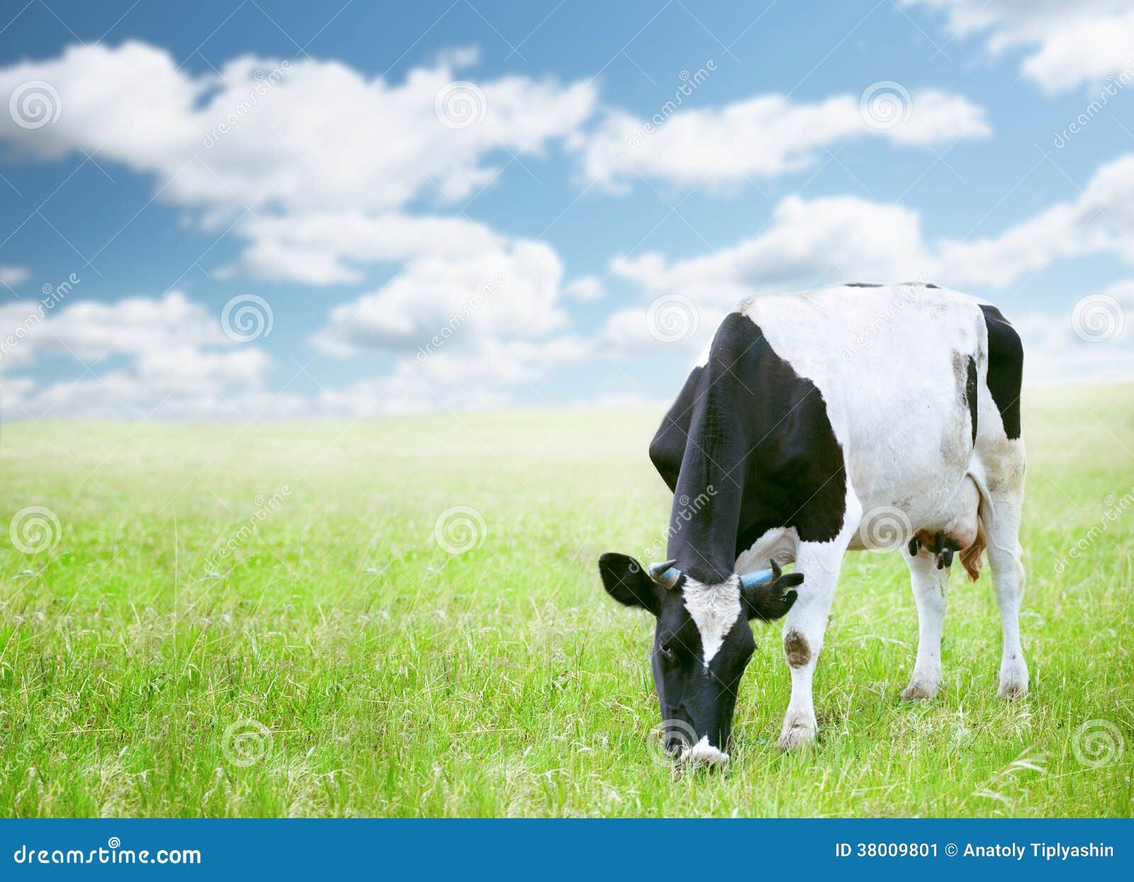 Cows in green field stock image. Image of environment - 38009801
