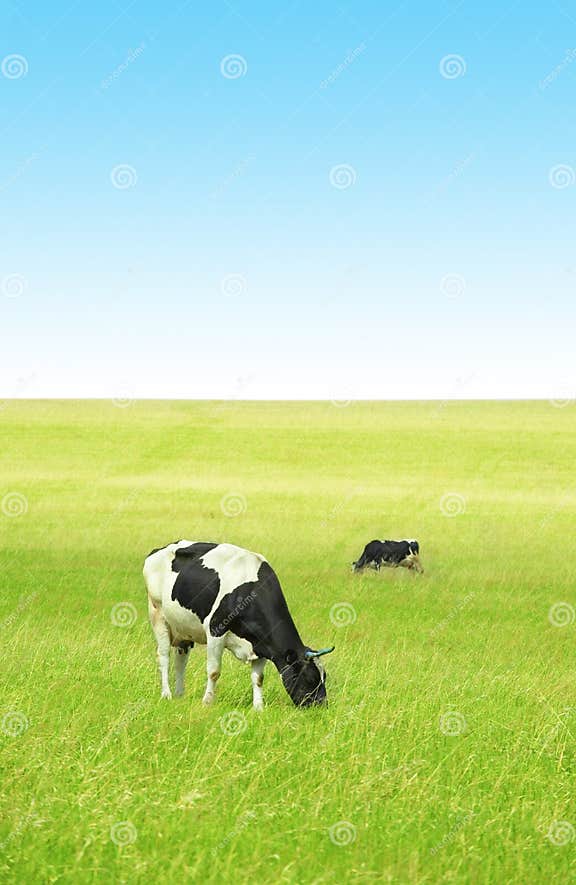 Cows in green field stock image. Image of fresh, farmer - 5321445