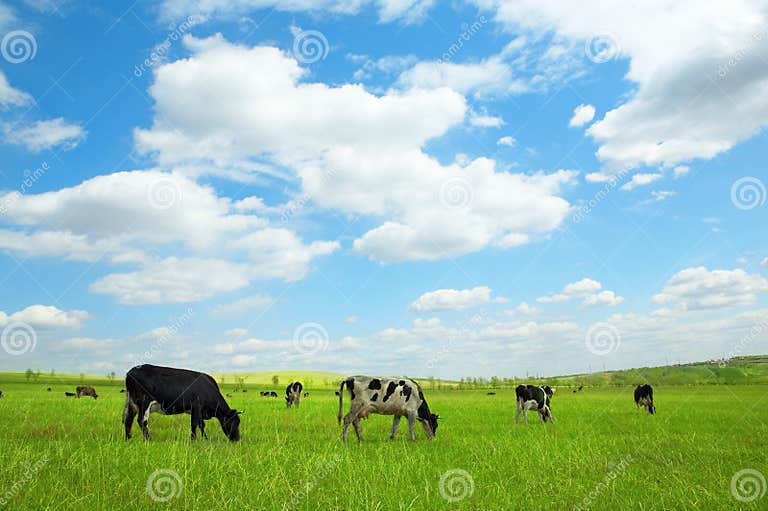 Cows in green field stock image. Image of blue, herd, country - 5321467