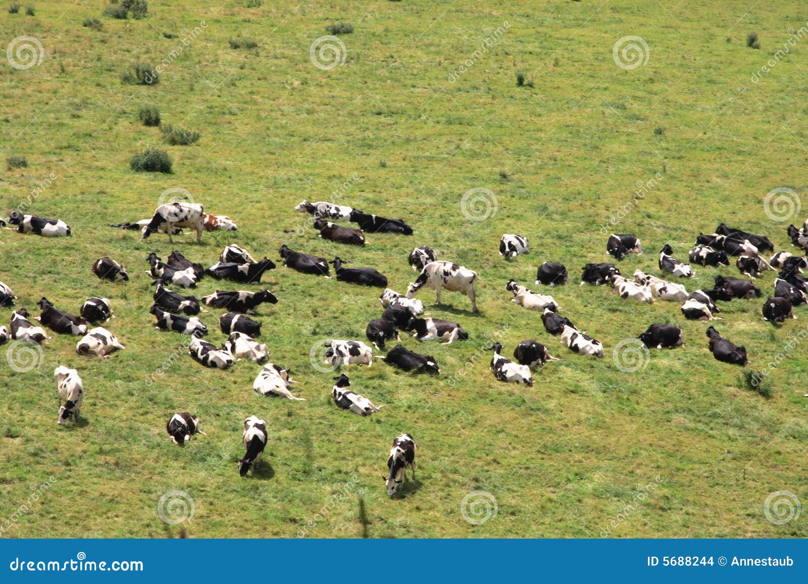 Cows in green field stock photo. Image of lots, animals - 5688244