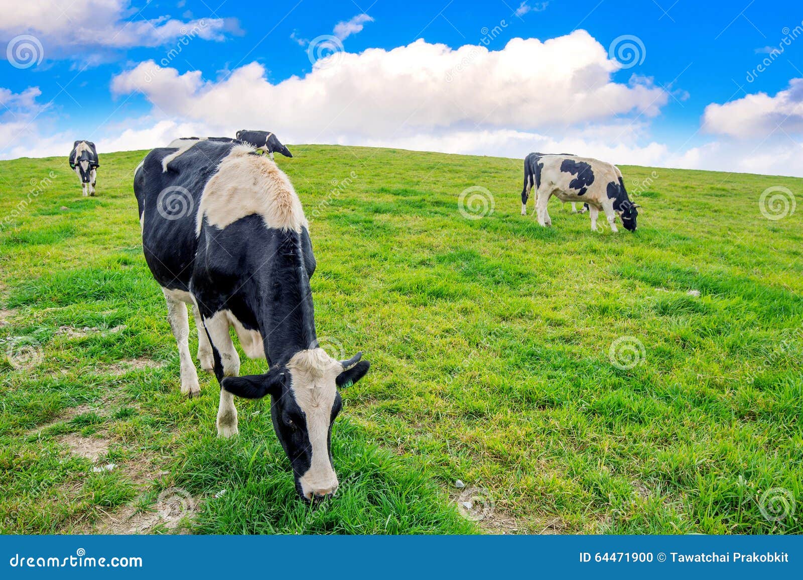 Cows on green field. stock photo. Image of grass, breeding - 64471900