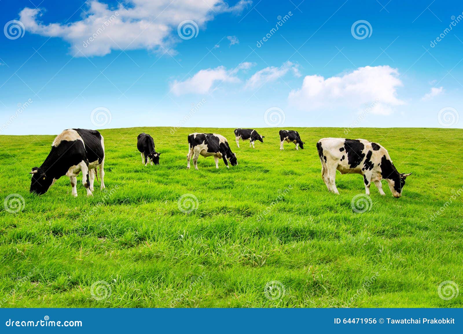 Cows on green field. stock photo. Image of field, landscape - 64471956