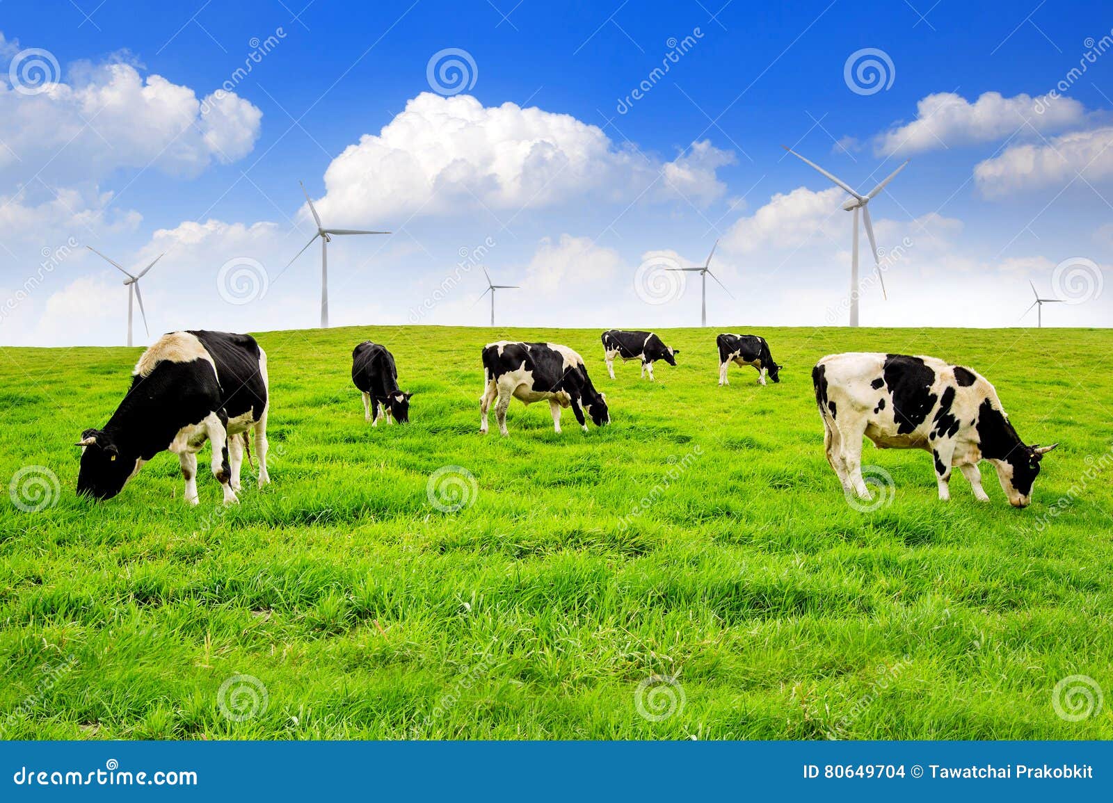 Cows on a green field stock photo. Image of blue, dairy - 80649704