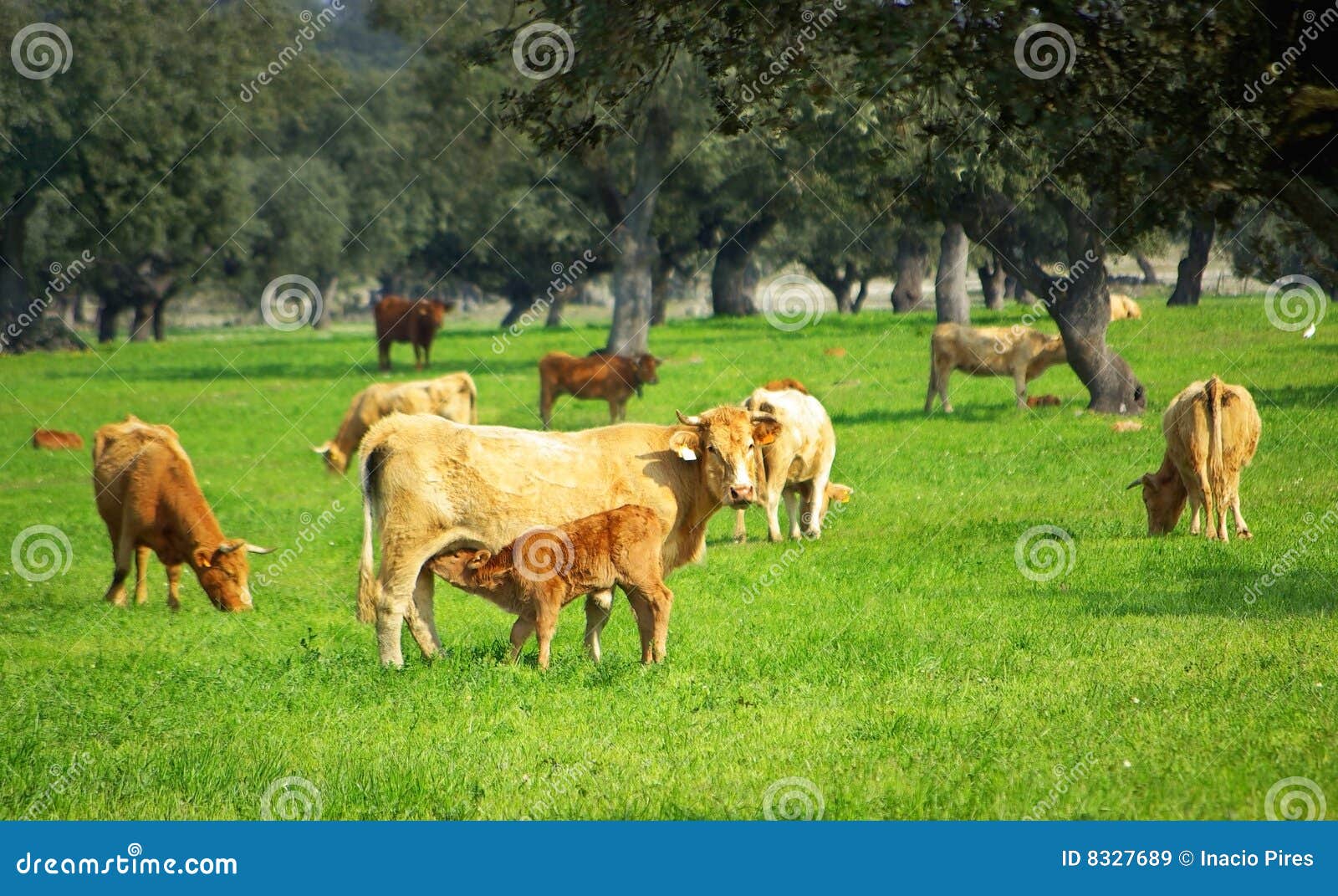 Cows in green field. stock image. Image of meat, green - 8327689