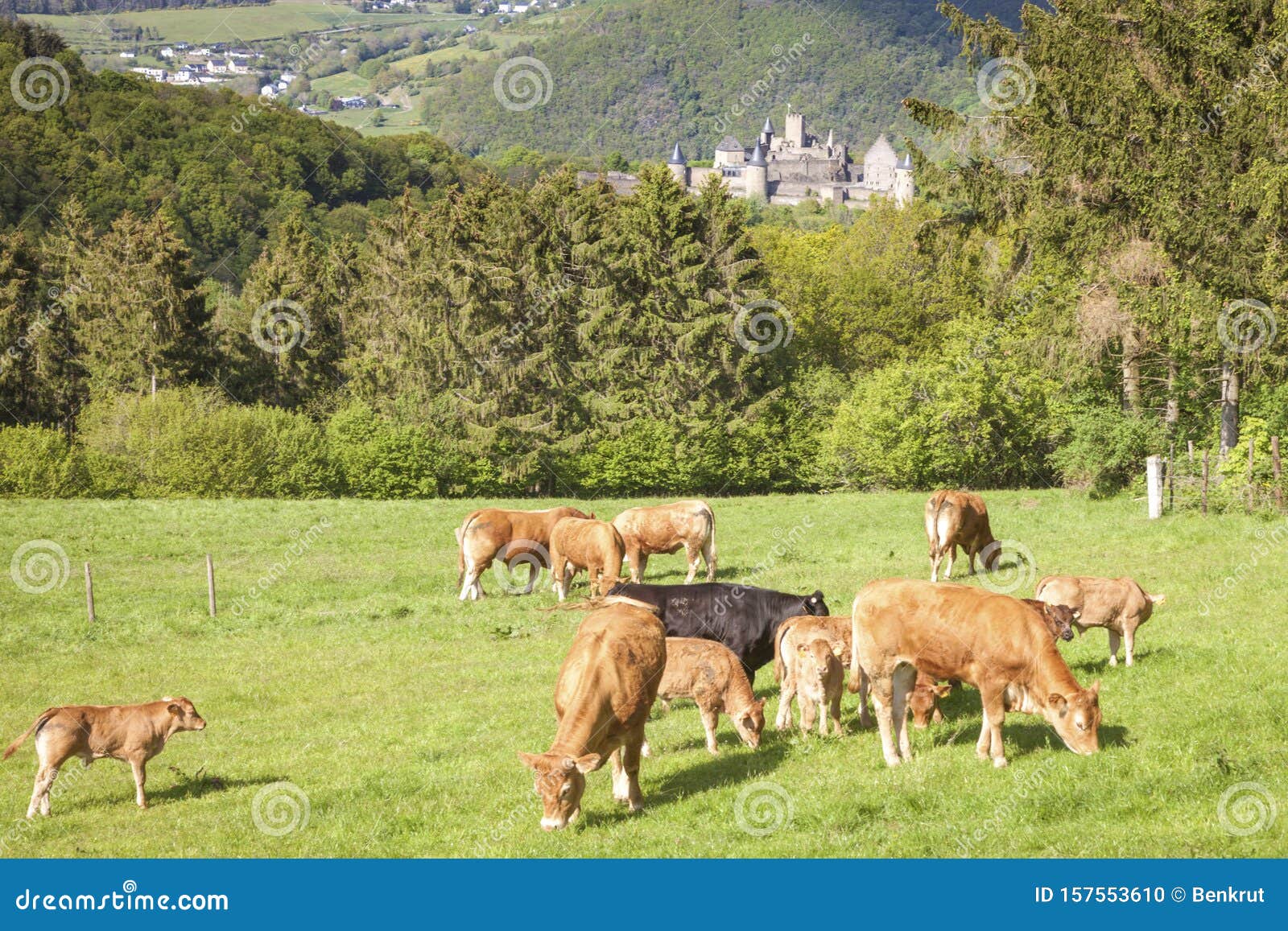 Cows and green field stock photo. Image of field, sunrise - 157553610