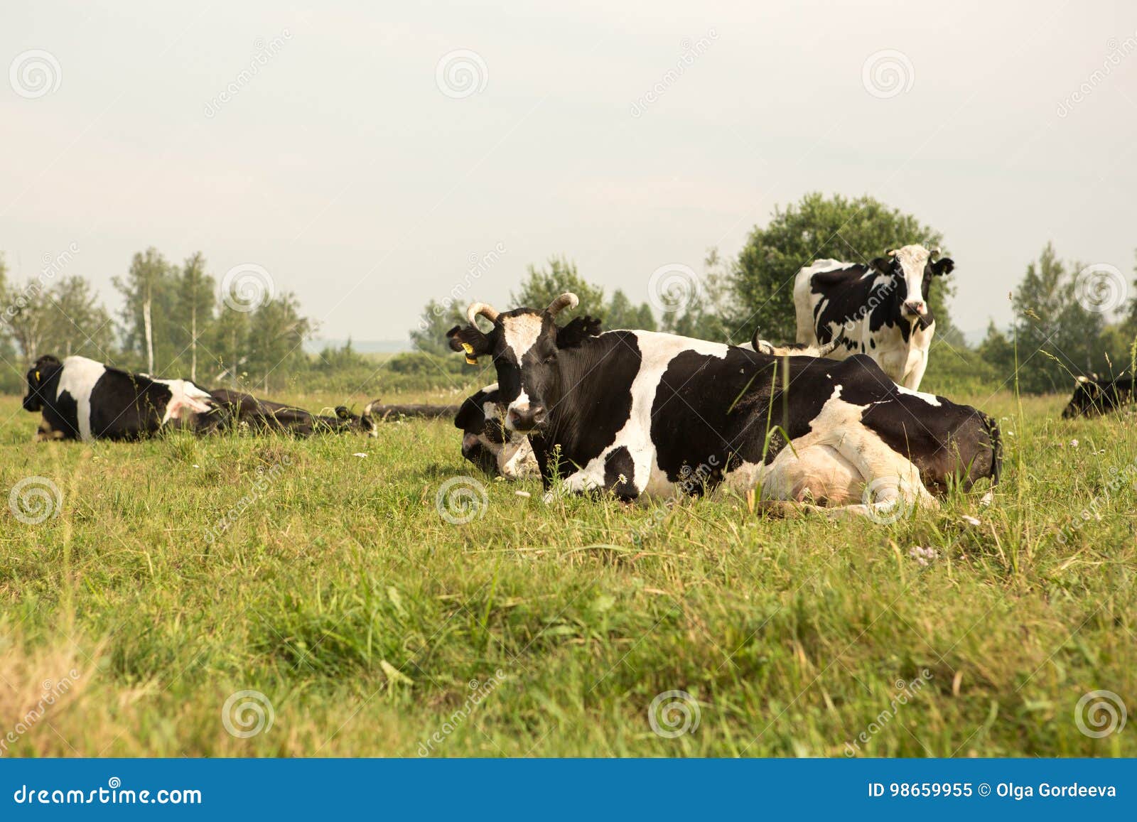 Cows on a green field stock image. Image of grazing, country - 98659955