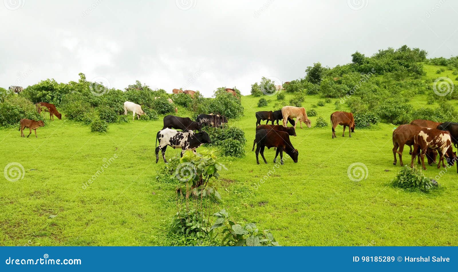 Cows in green Field stock image. Image of grass, animals - 98185289