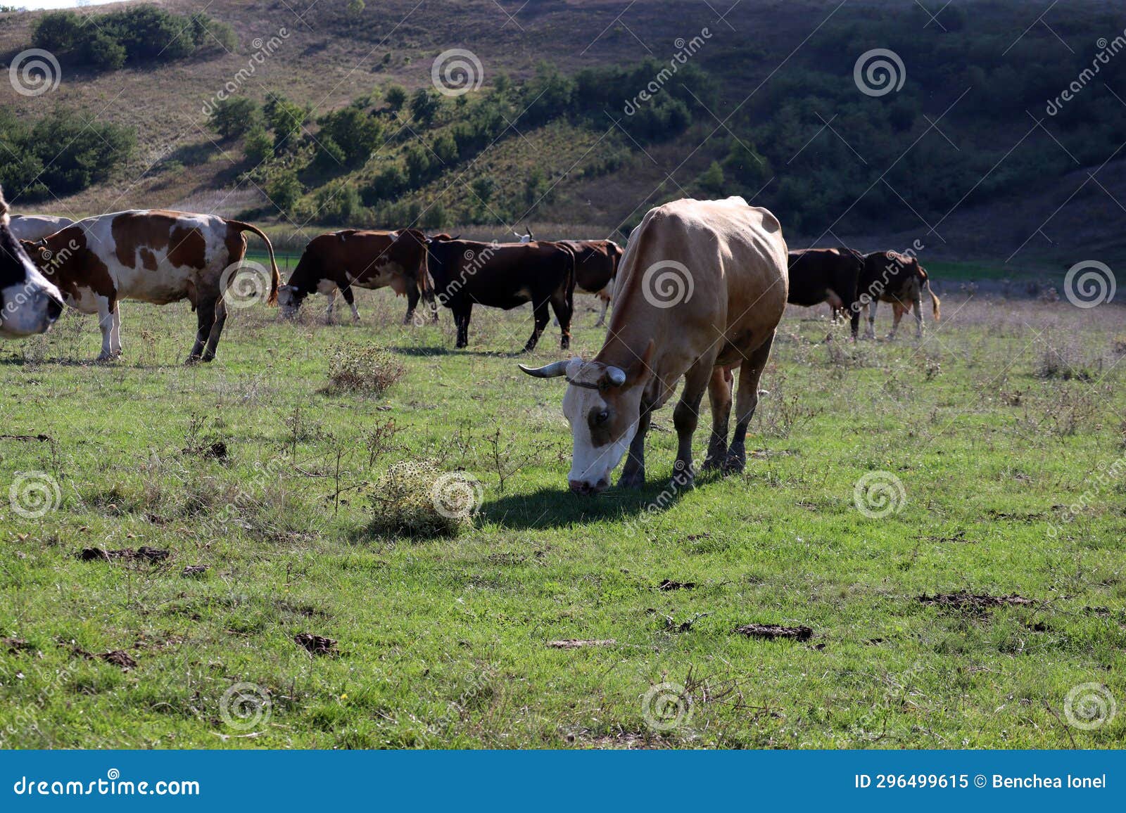 Cows on the Green Field, Rural Area Stock Image - Image of countryside ...