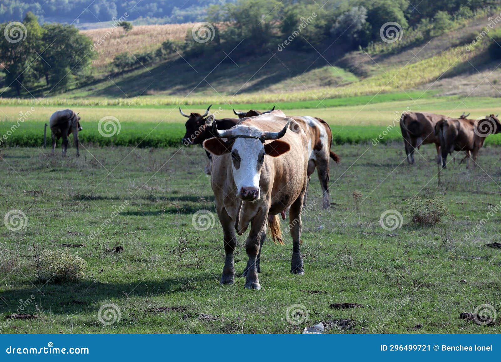 Cows on the Green Field, Rural Area Stock Image - Image of grassland ...